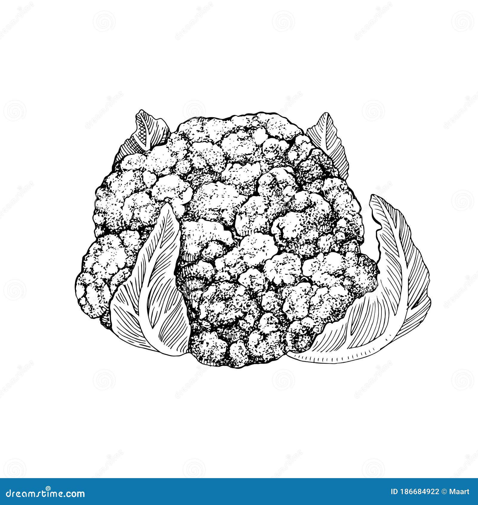 Hand Drawn Cauliflower Illustration Stock Vector - Illustration of ...