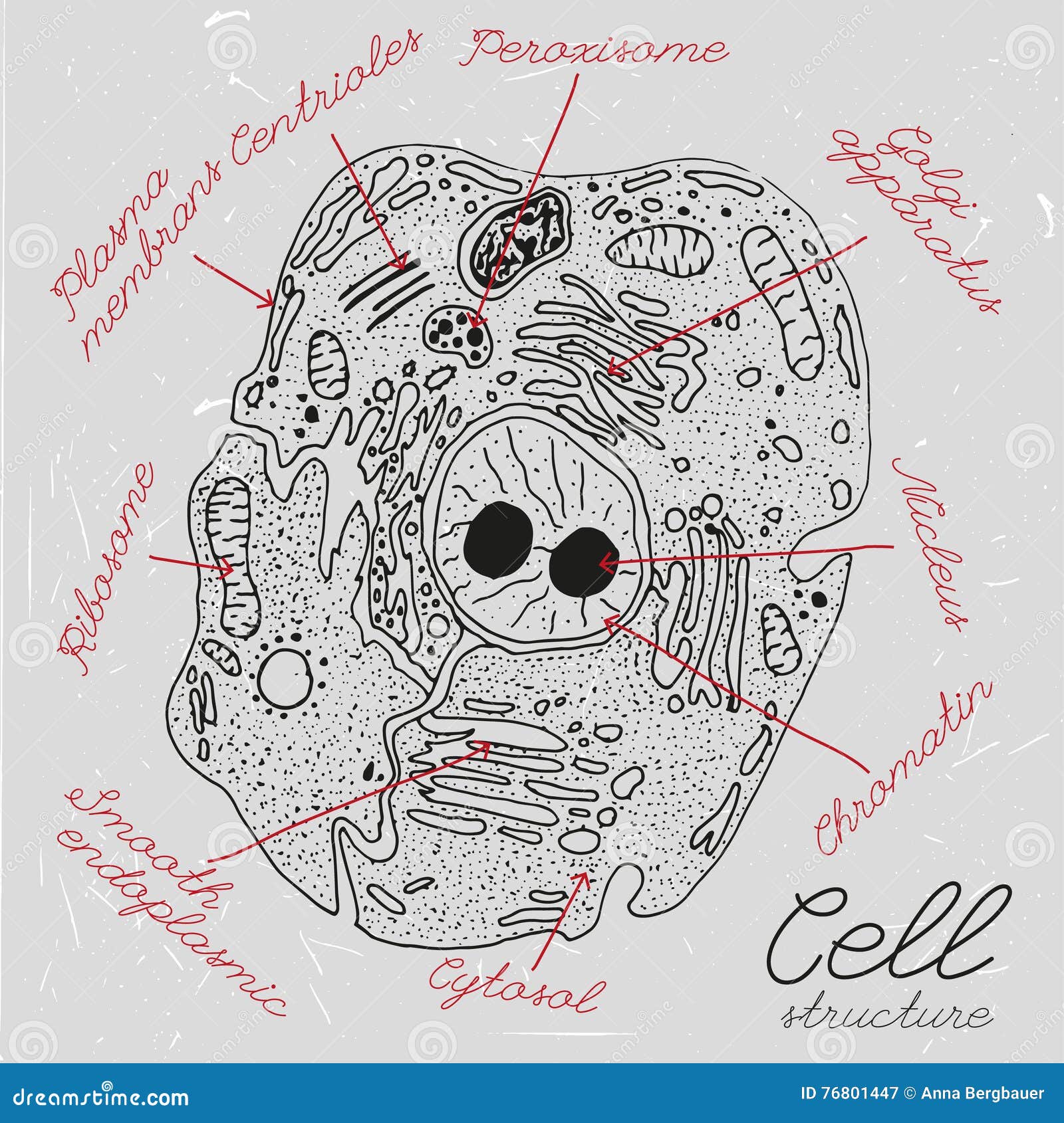 Hand Drawn Cell stock vector. Illustration of centrosome - 76801447
