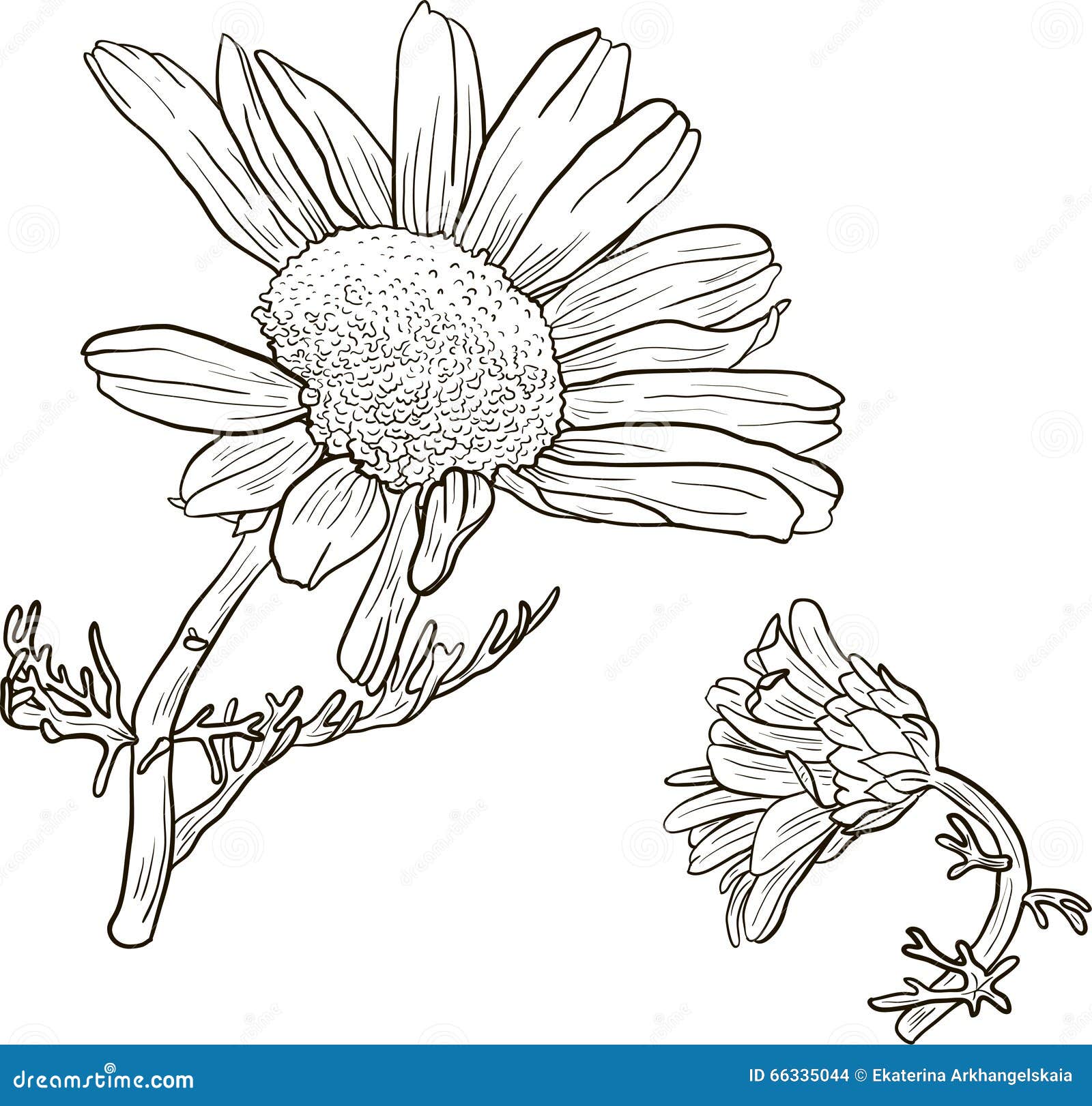 Hand drawn chamomile stock vector. Illustration of blossom - 66335044
