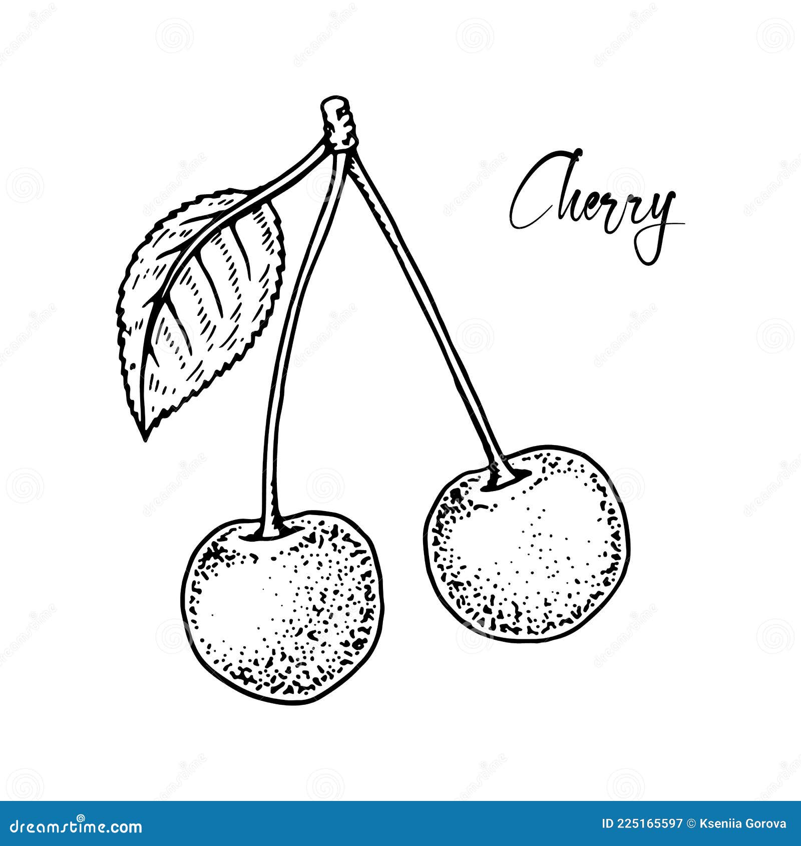 Hand Drawn Cherries Isolated on White Background. Vector Illustration ...
