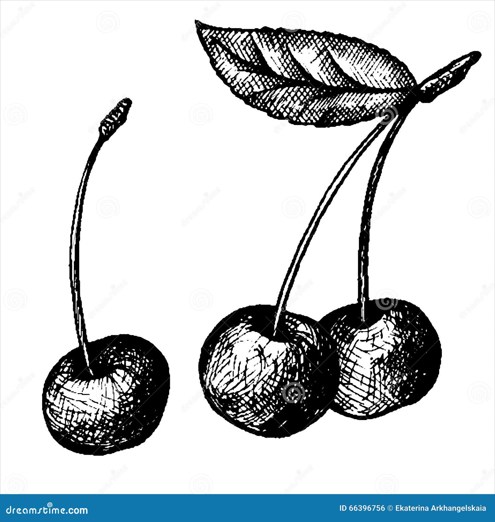 Hand drawn cherries stock vector. Illustration of isolated - 66396756