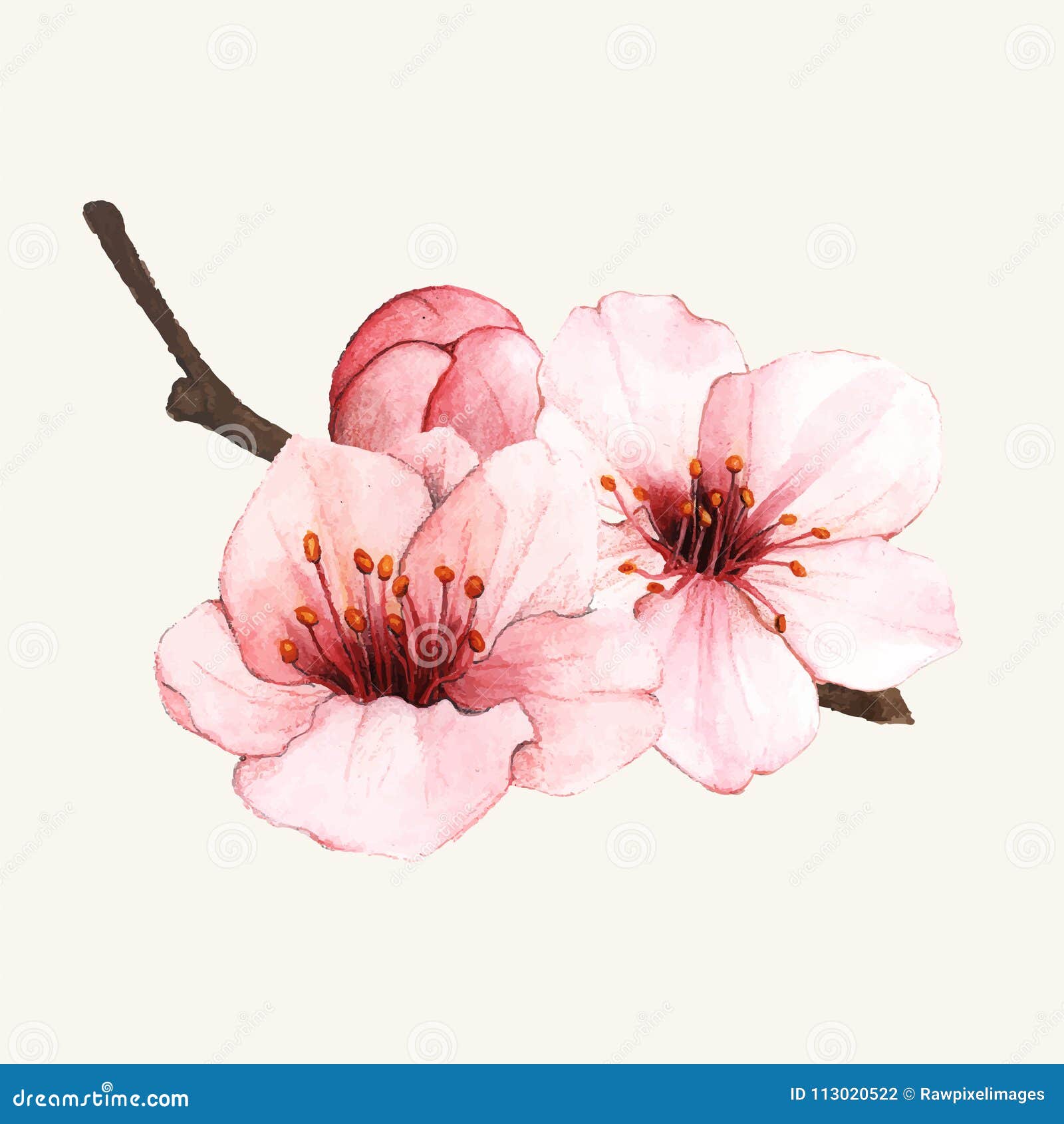 Hand Drawn Cherry Blossom Flower Isolated Stock Illustration ...