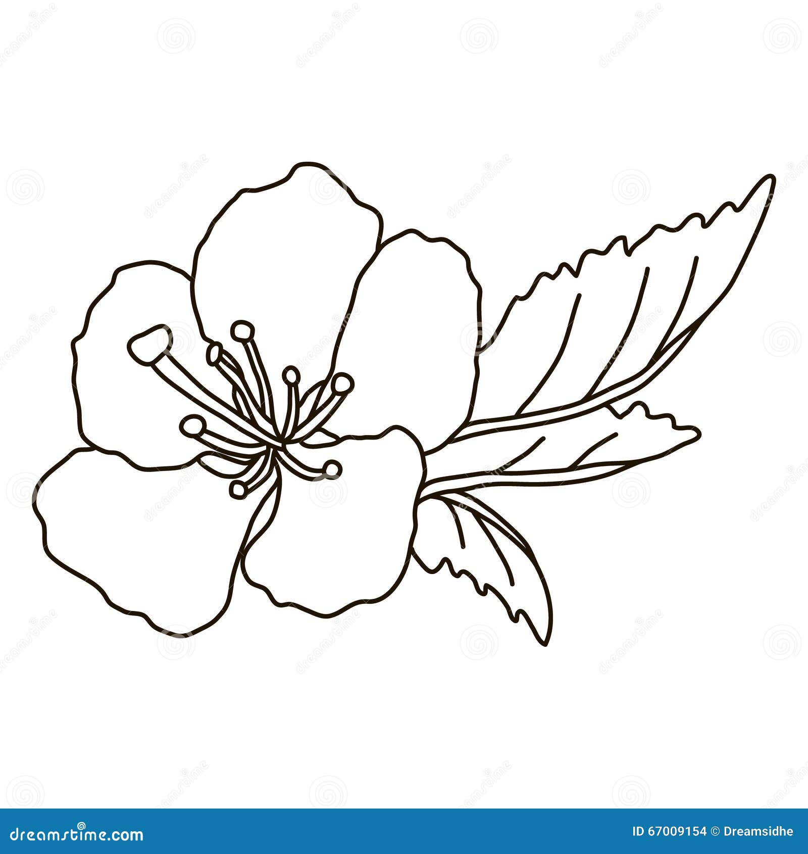 Hand drawn cherry blossom stock vector. Illustration of elements - 67009154