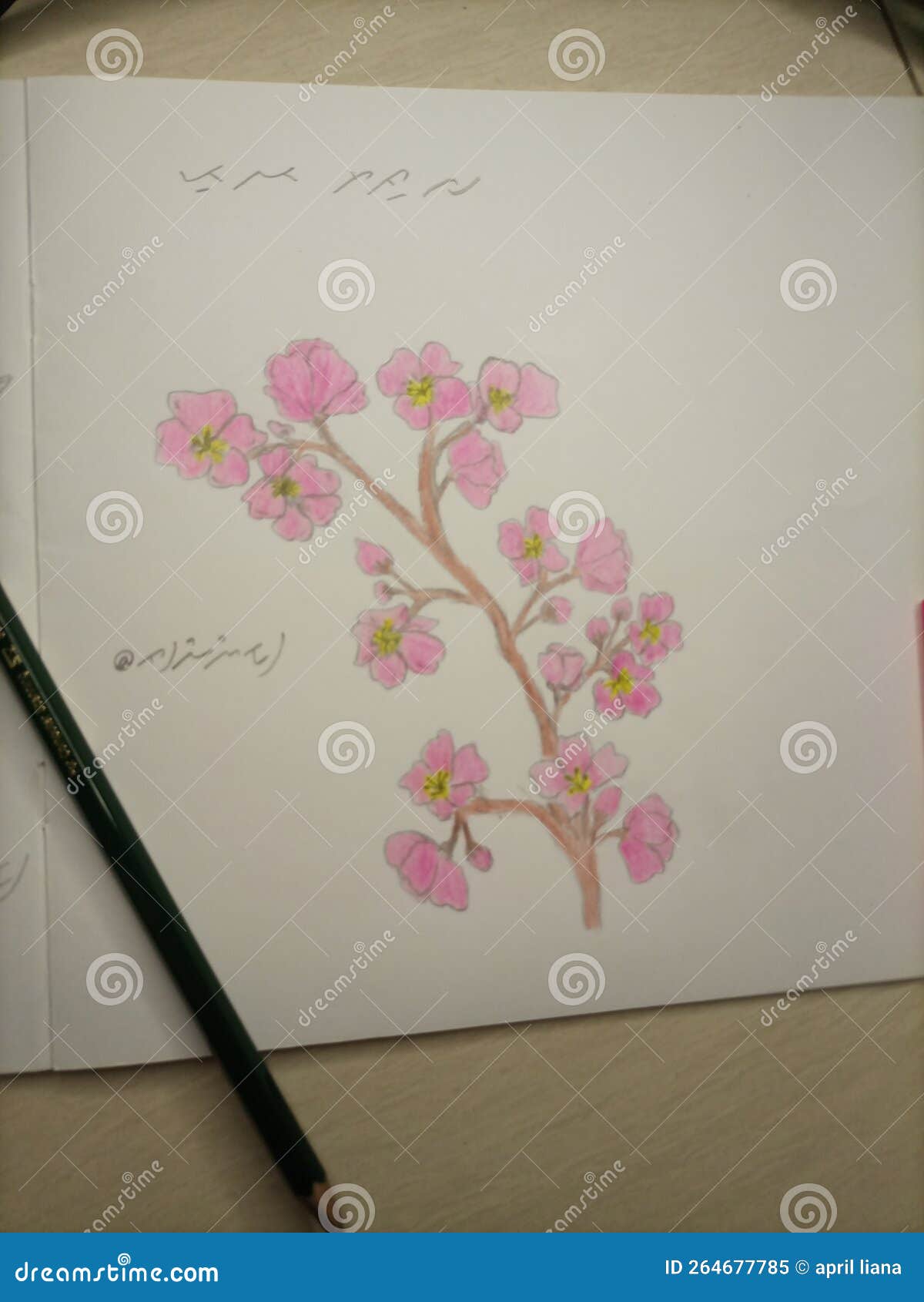Hand drawn cherry blossoms stock image. Image of petal - 264677785