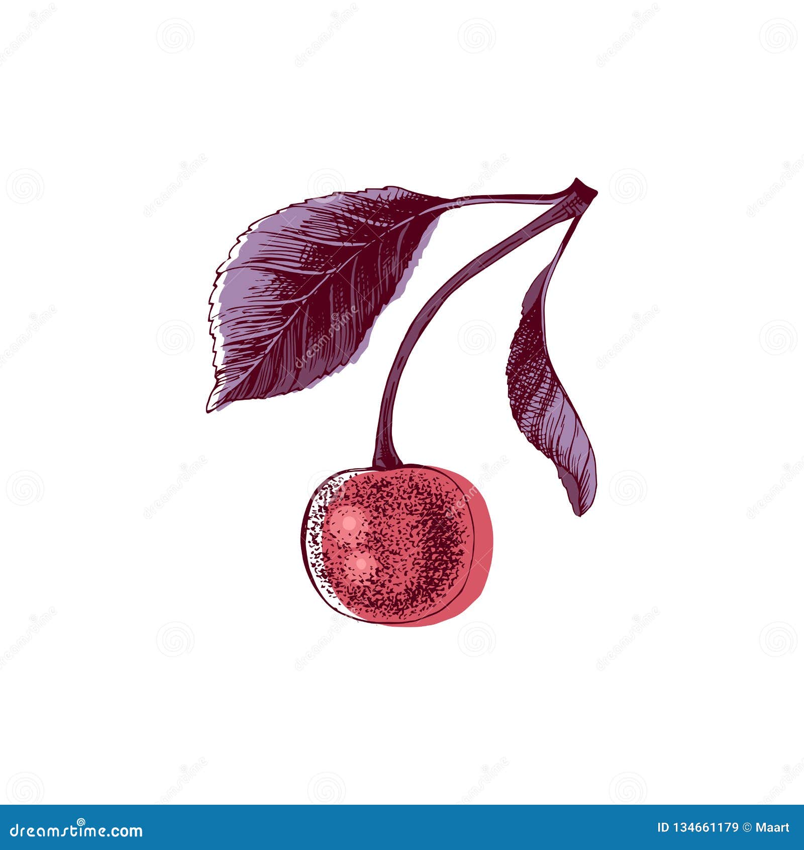 Hand drawn cherry stock vector. Illustration of leaf - 134661179