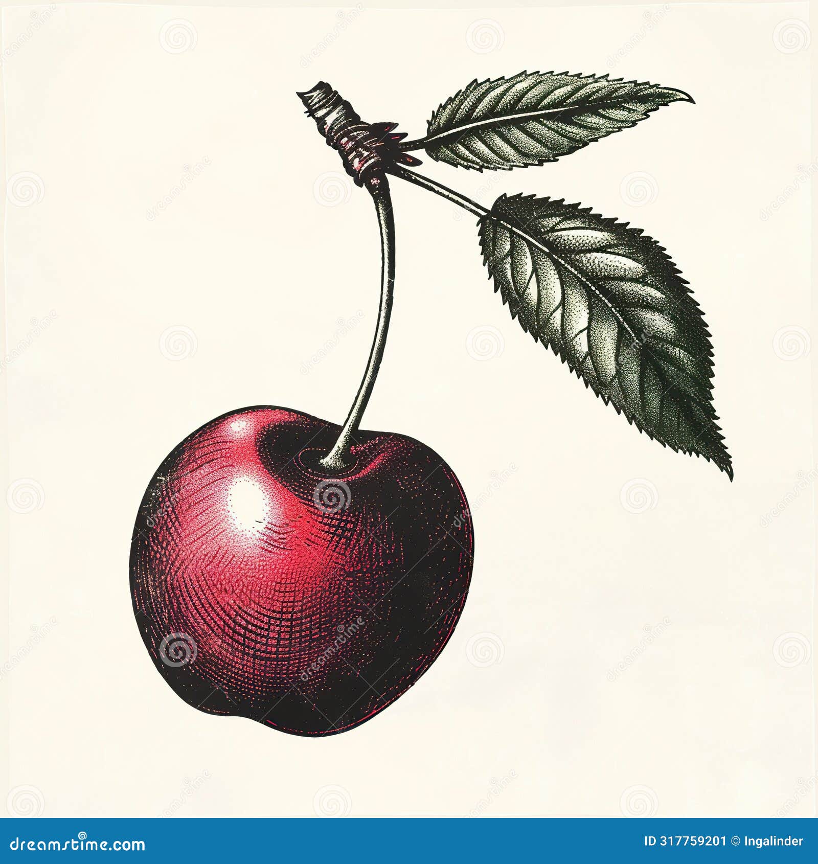 Hand Drawn Cherry on White Background Vintage Style Illustration. Stock ...