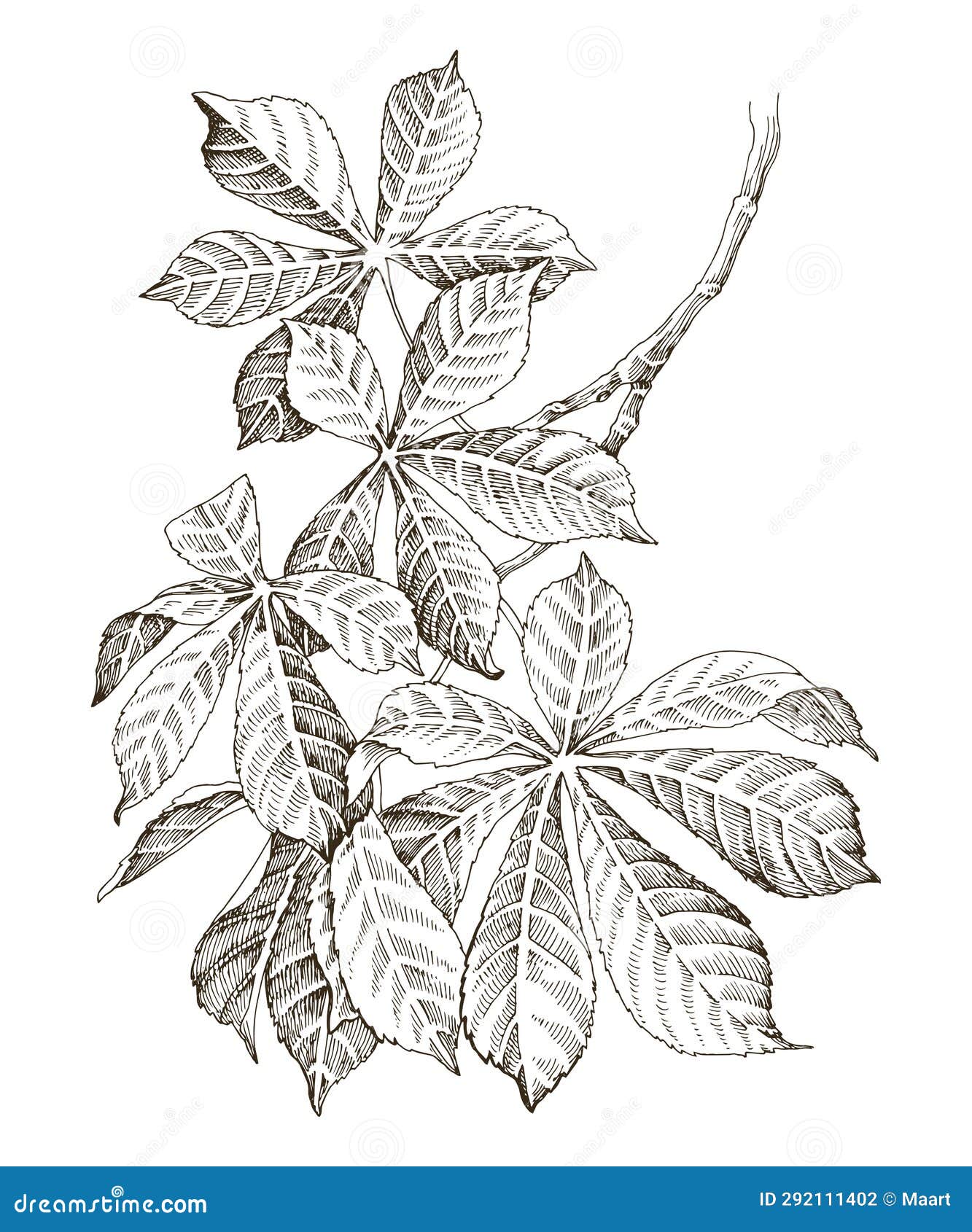Hand Drawn Chestnut Tree Branch Stock Illustration - Illustration of ...