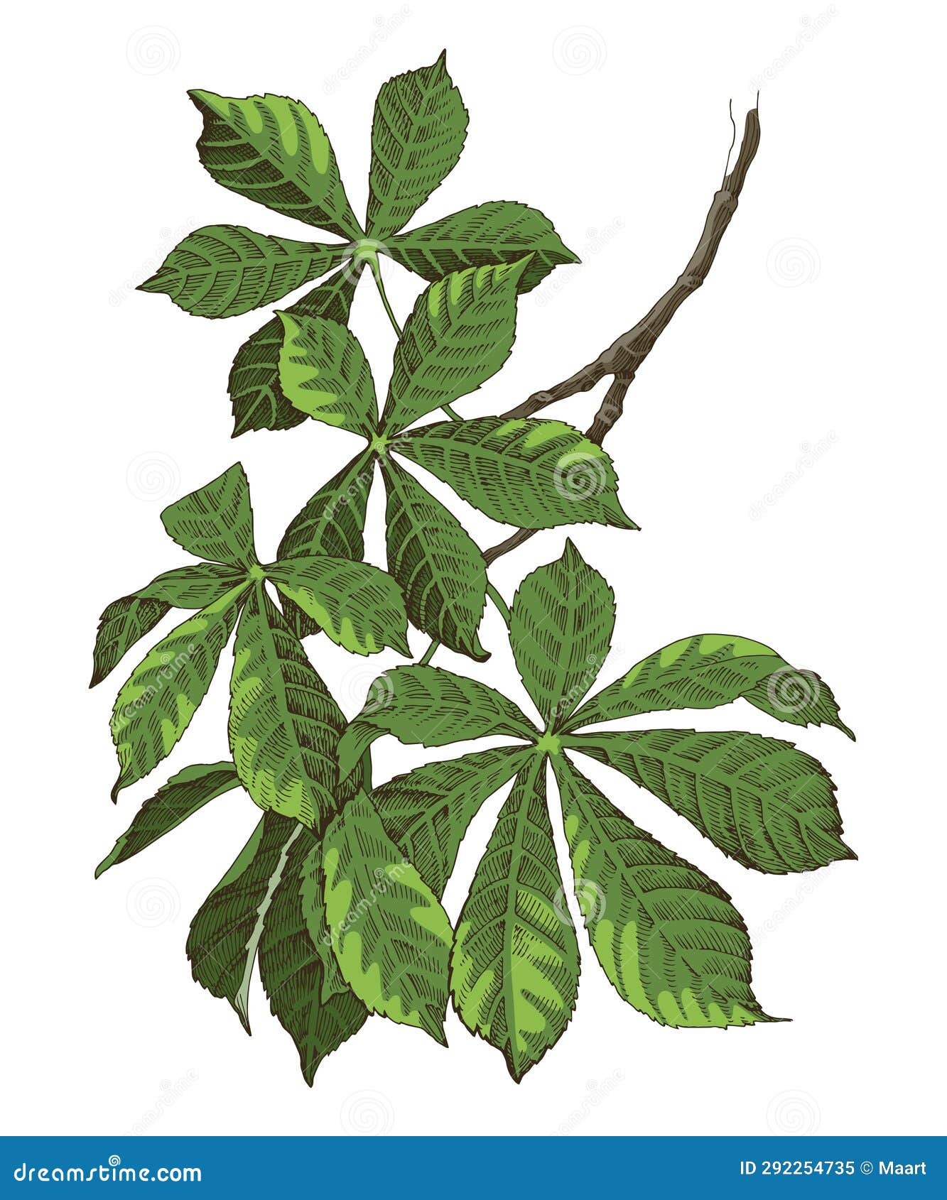 Hand Drawn Chestnut Tree Branch Stock Illustration - Illustration of ...