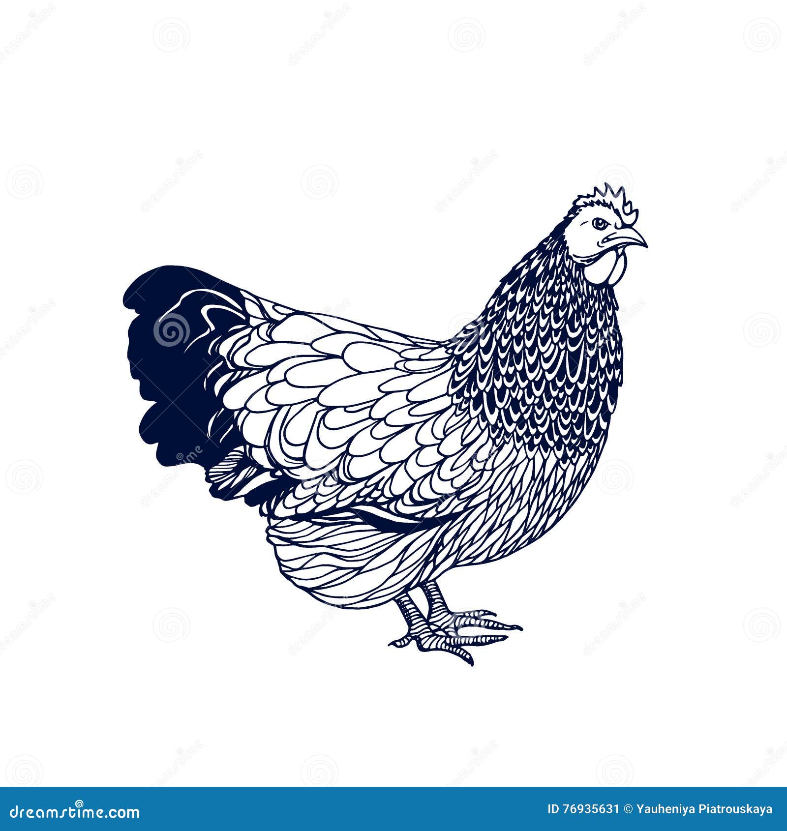 Hand drawn chicken stock vector. Illustration of food - 76935631