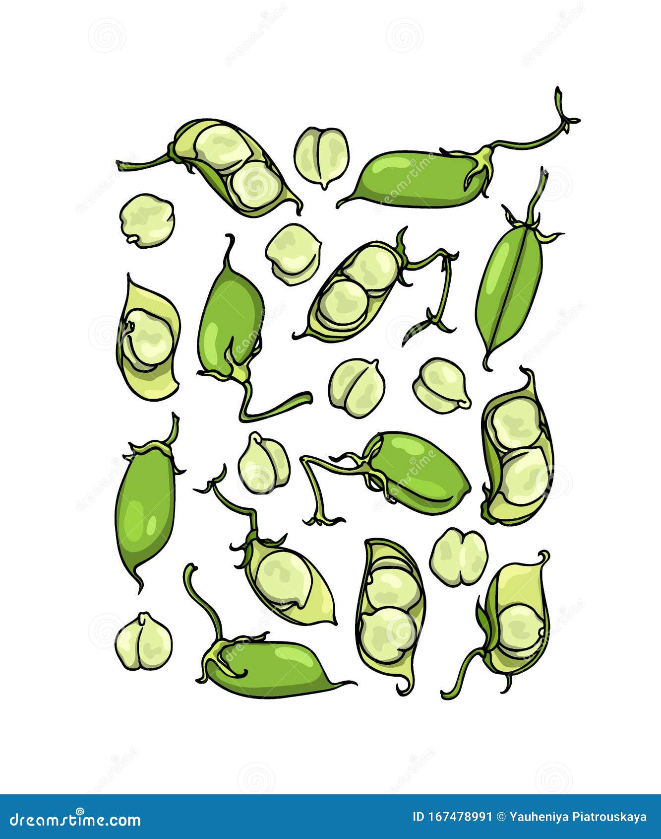 Hand drawn chickpea stock vector. Illustration of eating - 167478991