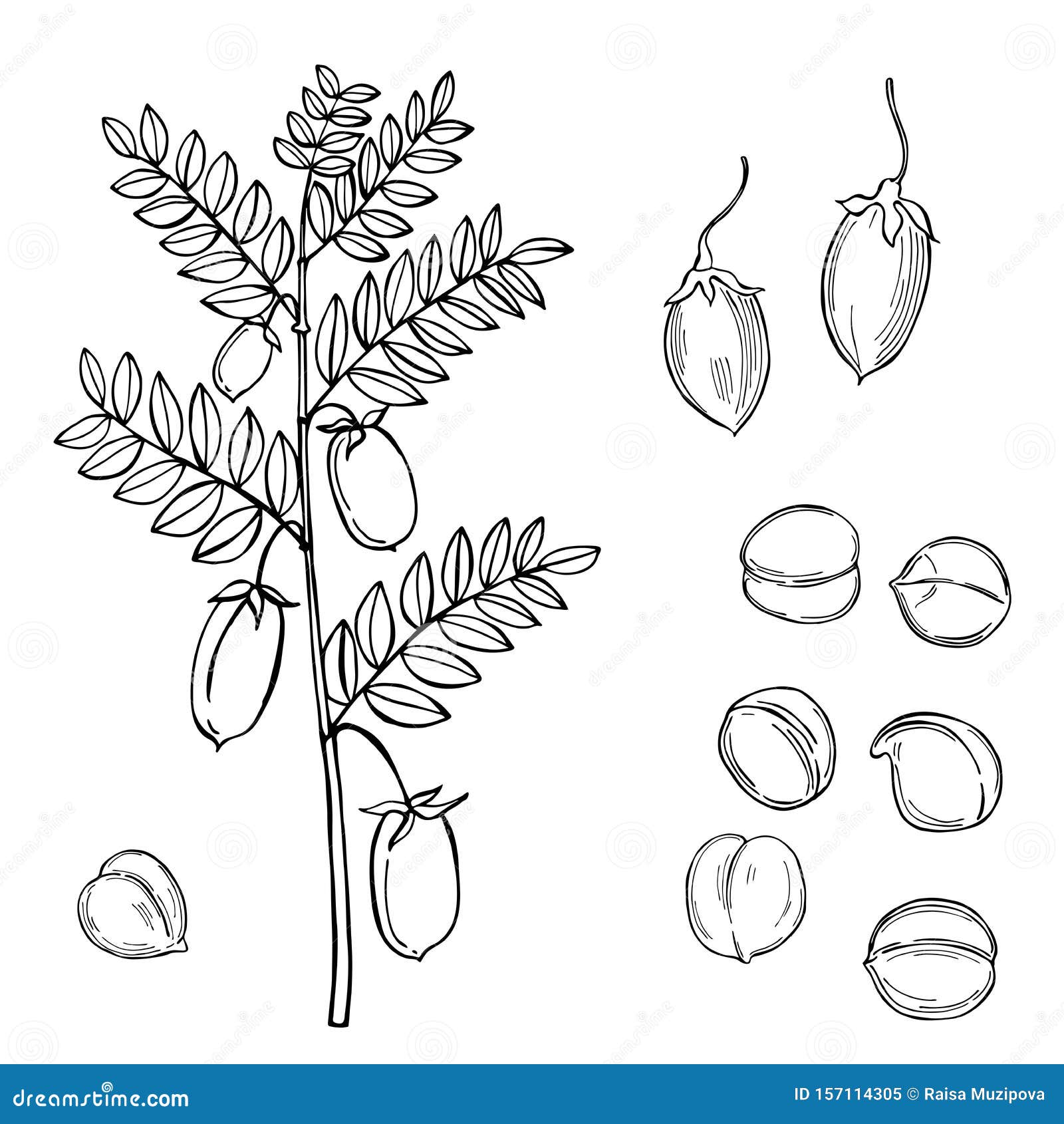 Hand Drawn Chickpeas Beans. Vector Illustration Stock Vector ... Hand Drawn Chickpeas Beans. Vector Illustration Stock Vector ...