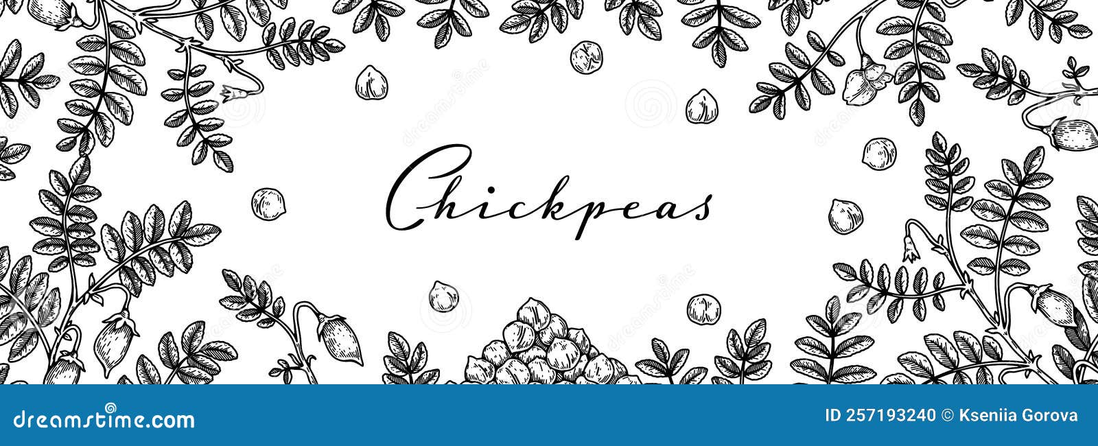 Hand Drawn Chickpeas Botany Background. Vector Illustration in Sketch ...