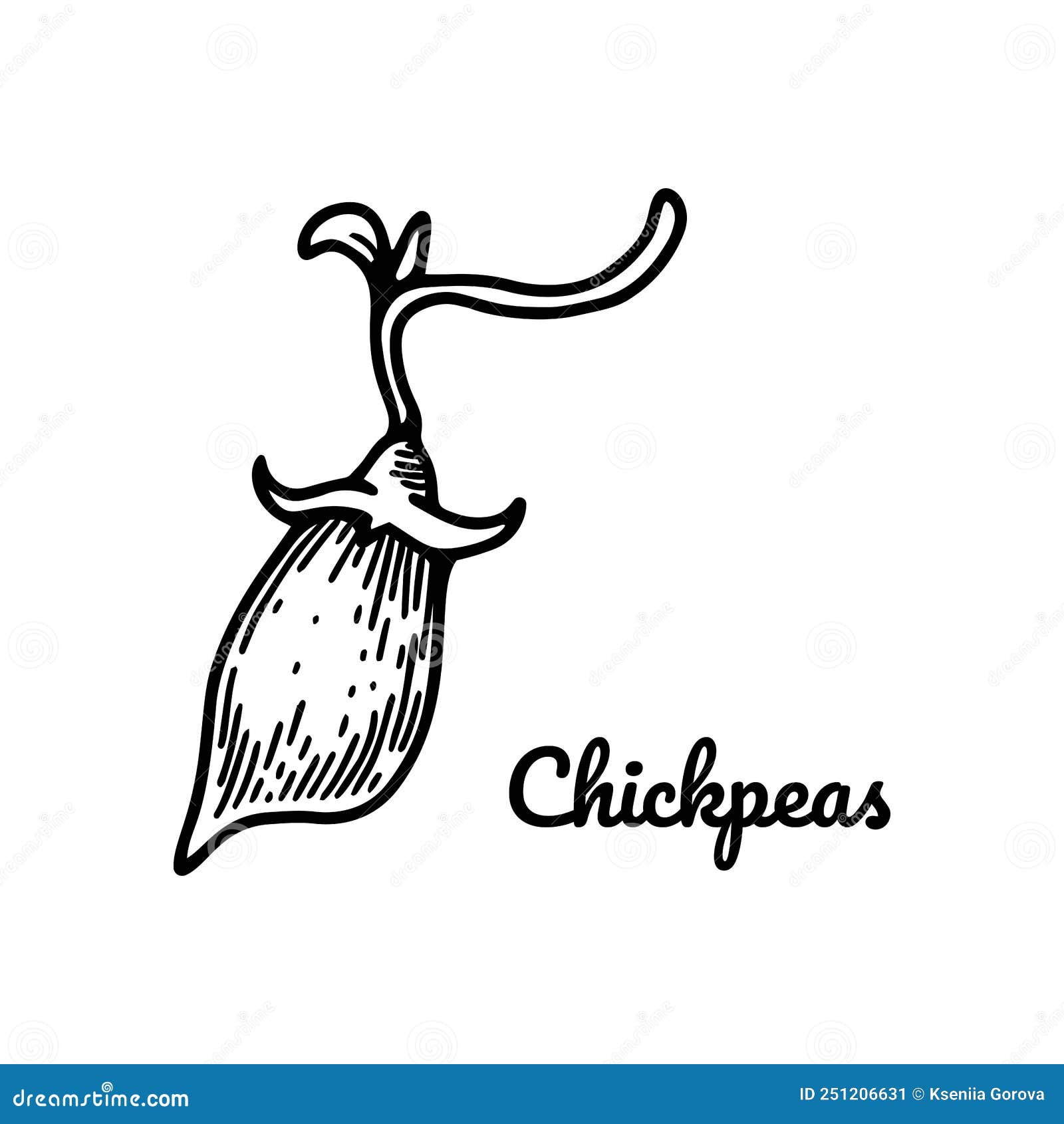 Open Chickpea Pod And Various Ripe Chickpeas Seeds Isolated On White ...