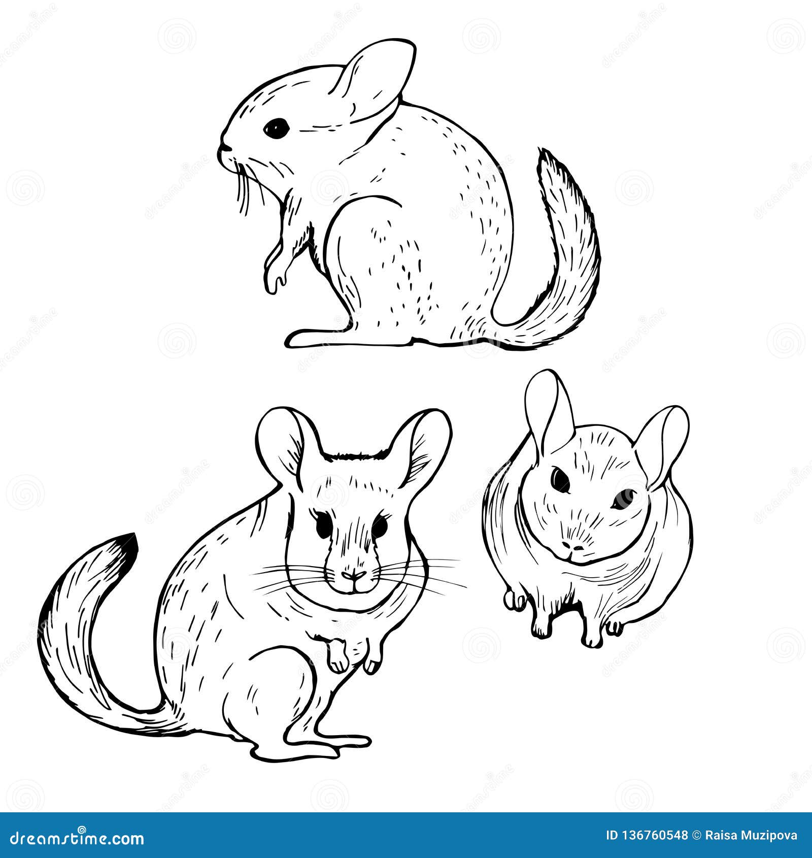 Chinchilla Vector Silhouette Illustration Isolated On White ...