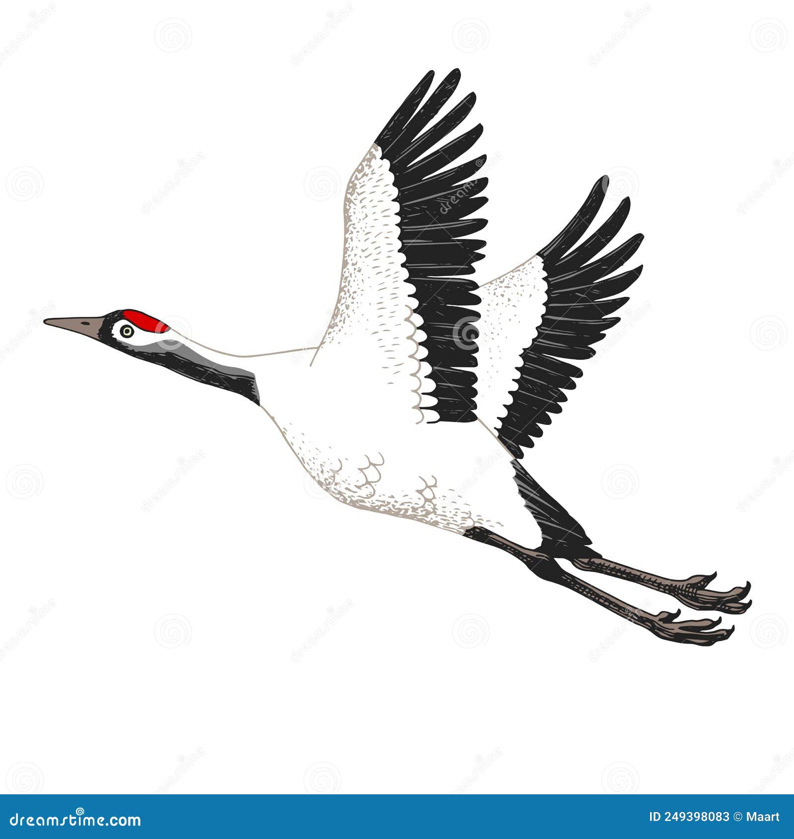 Hand Drawn Chinese Red Crowned Crane. Stock Vector - Illustration of ...