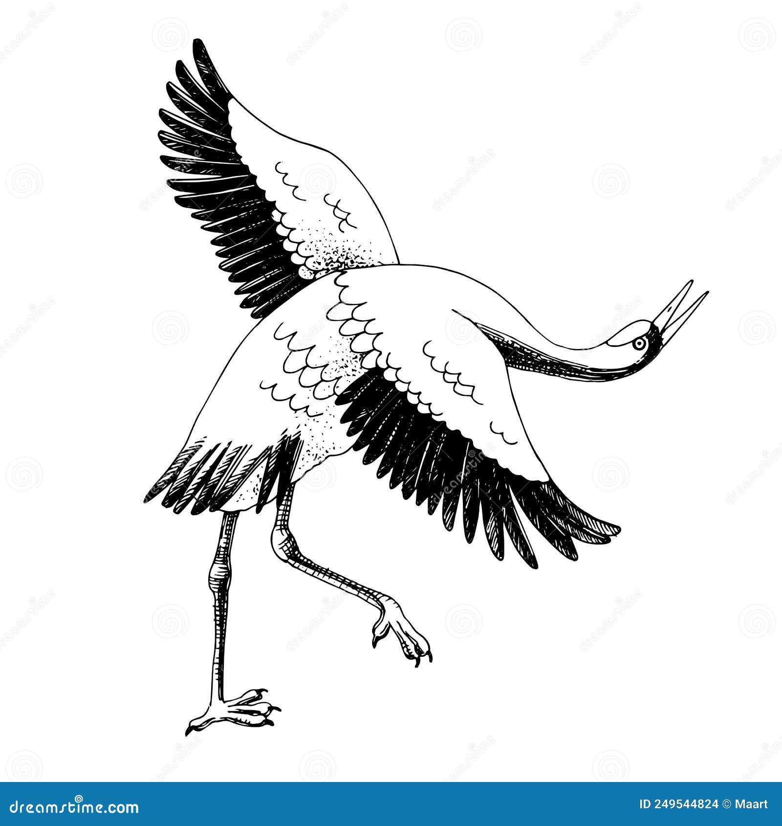 Hand Drawn Chinese Red Crowned Crane. Stock Vector - Illustration of ...