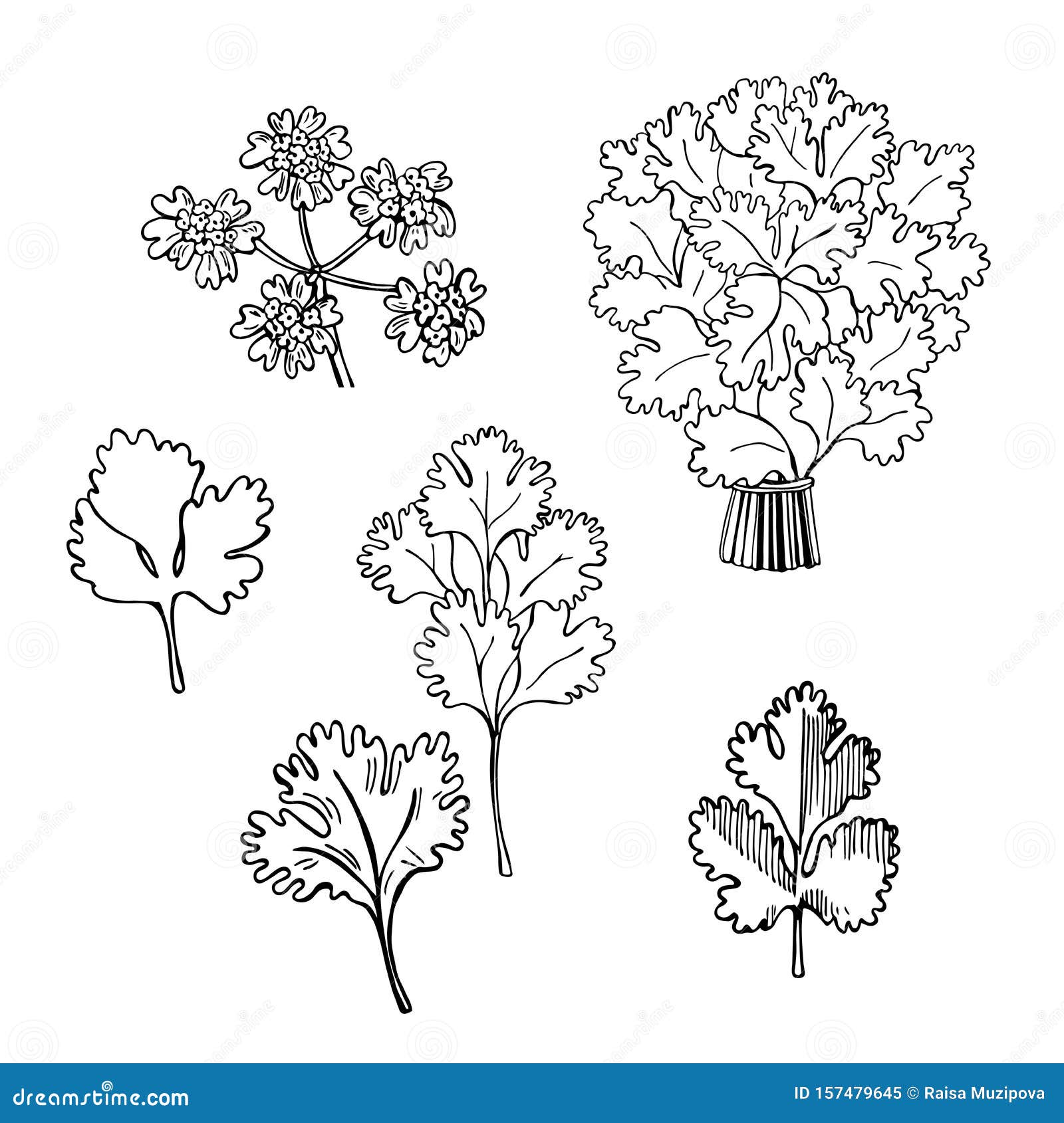 Hand Drawn Cilantro. Vector Sketch Illustration Stock Vector ...