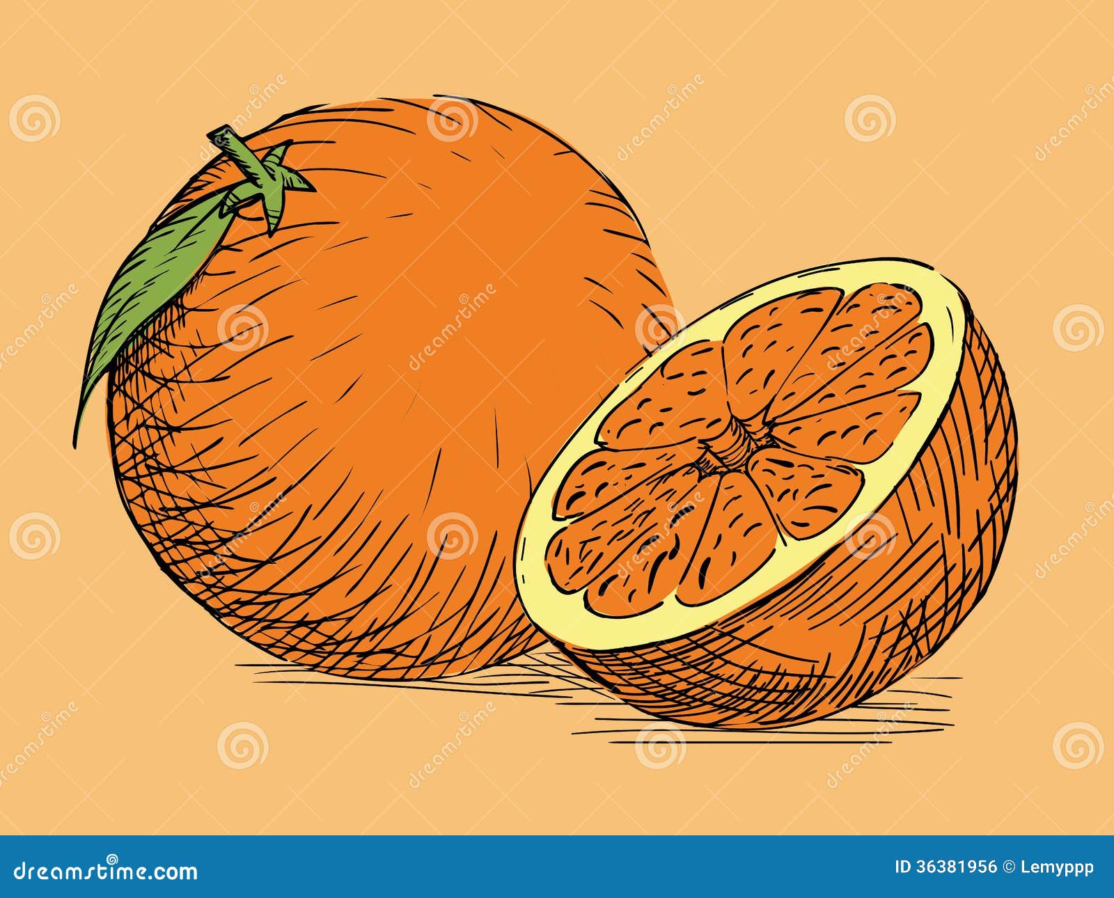 Hand drawn citrus orange stock vector. Illustration of retro - 36381956