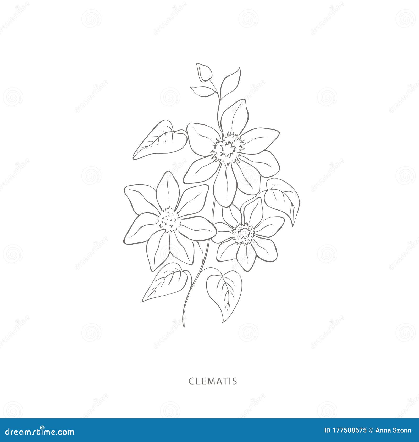 Hand Drawn Clematis Flower.Plant Design Elements Stock Vector ...