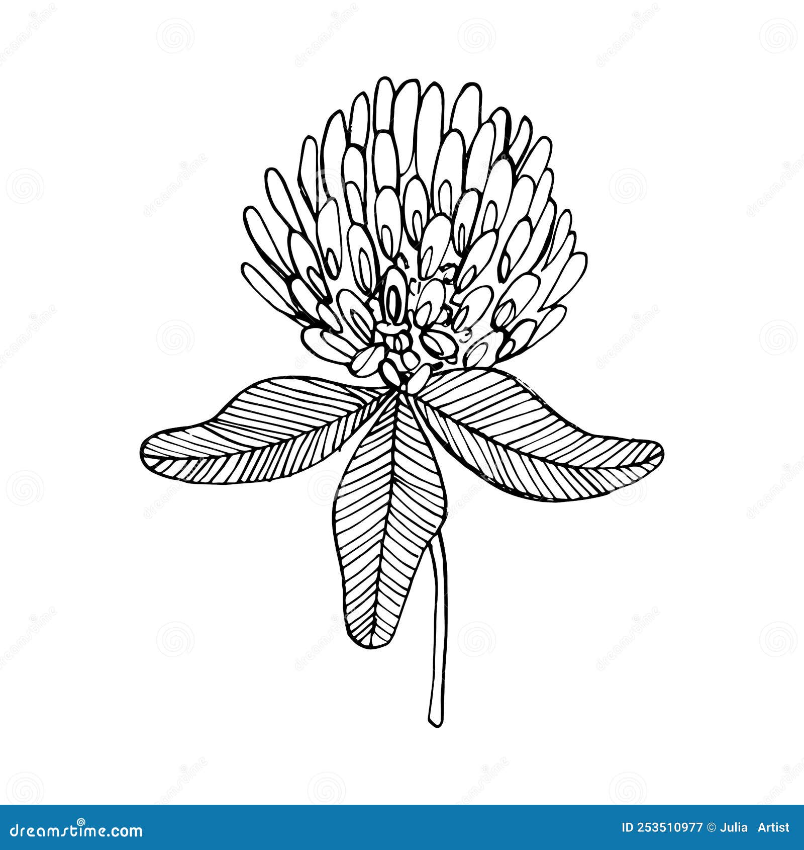 Hand-drawn Clover Set. Black on White Stock Vector - Illustration of ...