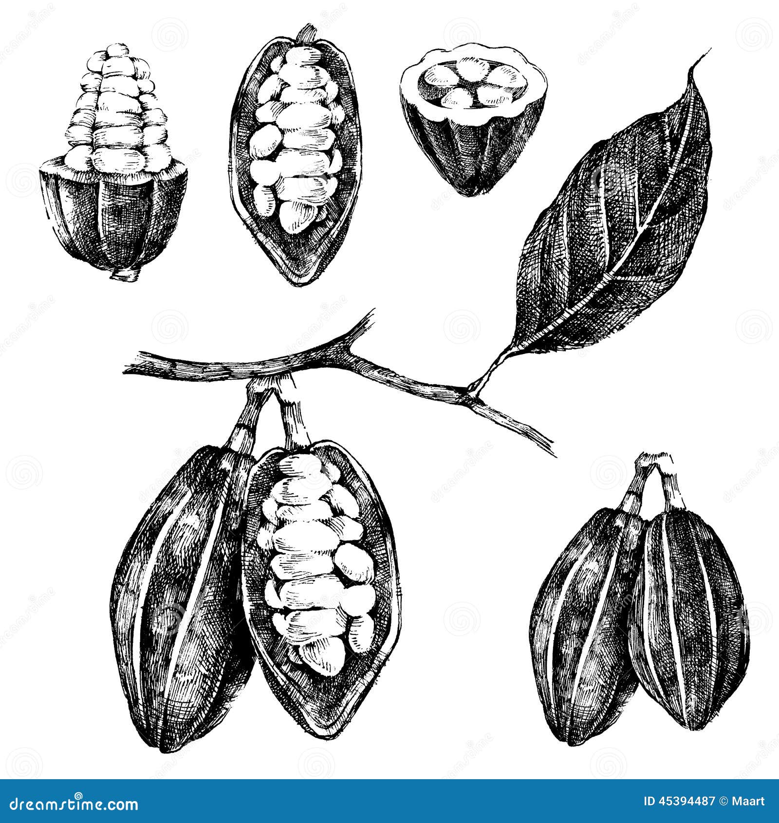 Hand drawn cocoa beans set stock vector. Illustration of bean - 45394487