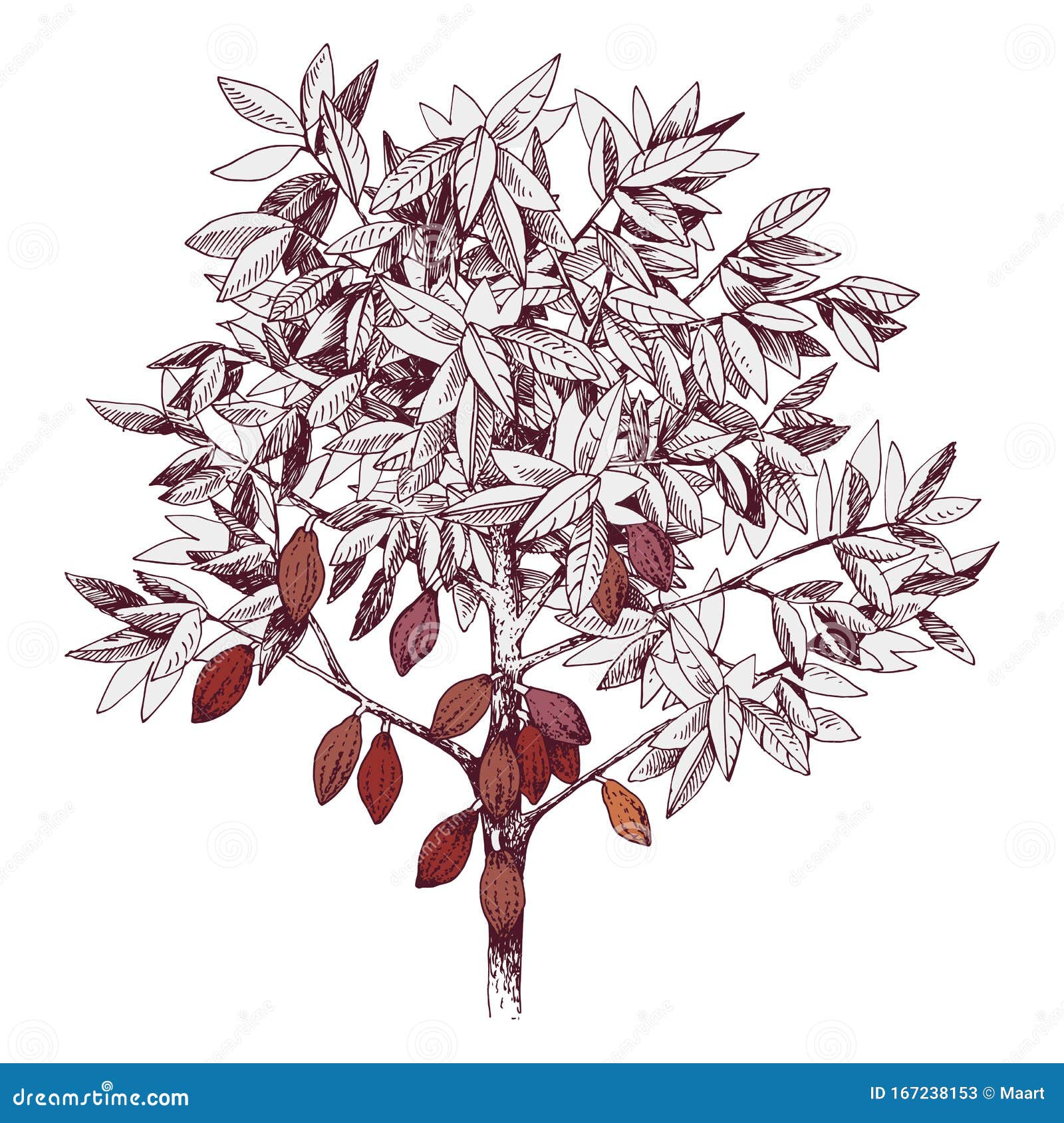 Hand Drawn Cocoa Tree with Ripe Fruits Stock Vector - Illustration of ...