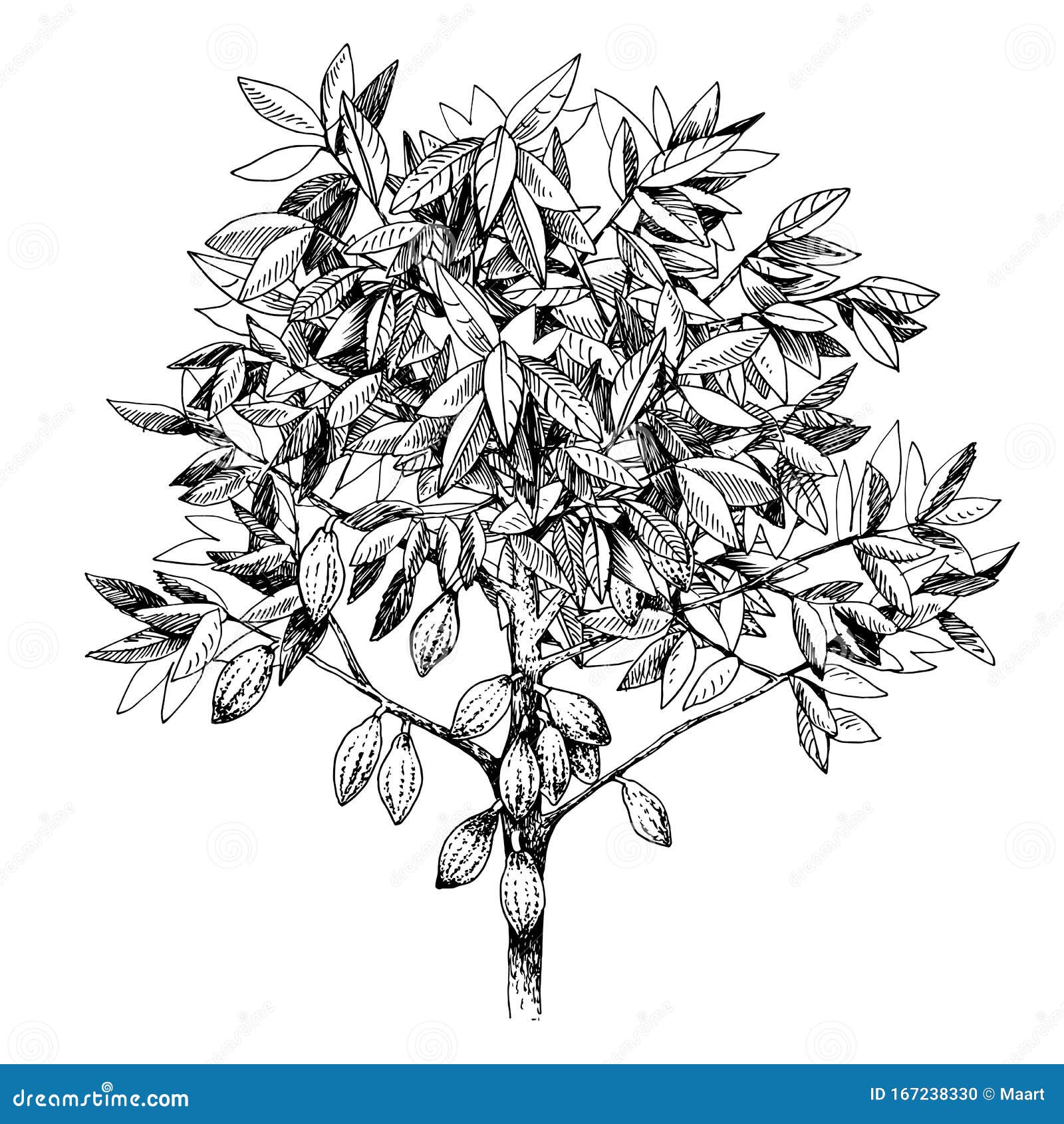 Cocoa Tree Illustration, Drawing, Engraving, Ink, Line Art, Vector ...