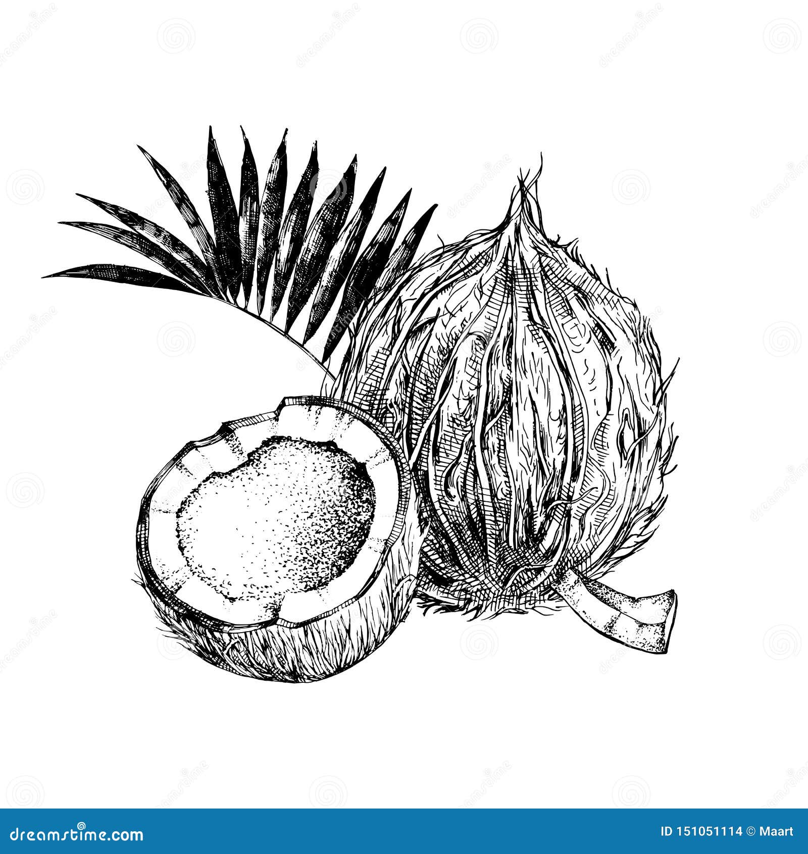 Coconut Half And Coco Segment. Hand Drawn Style Vector Sketch. Black ...