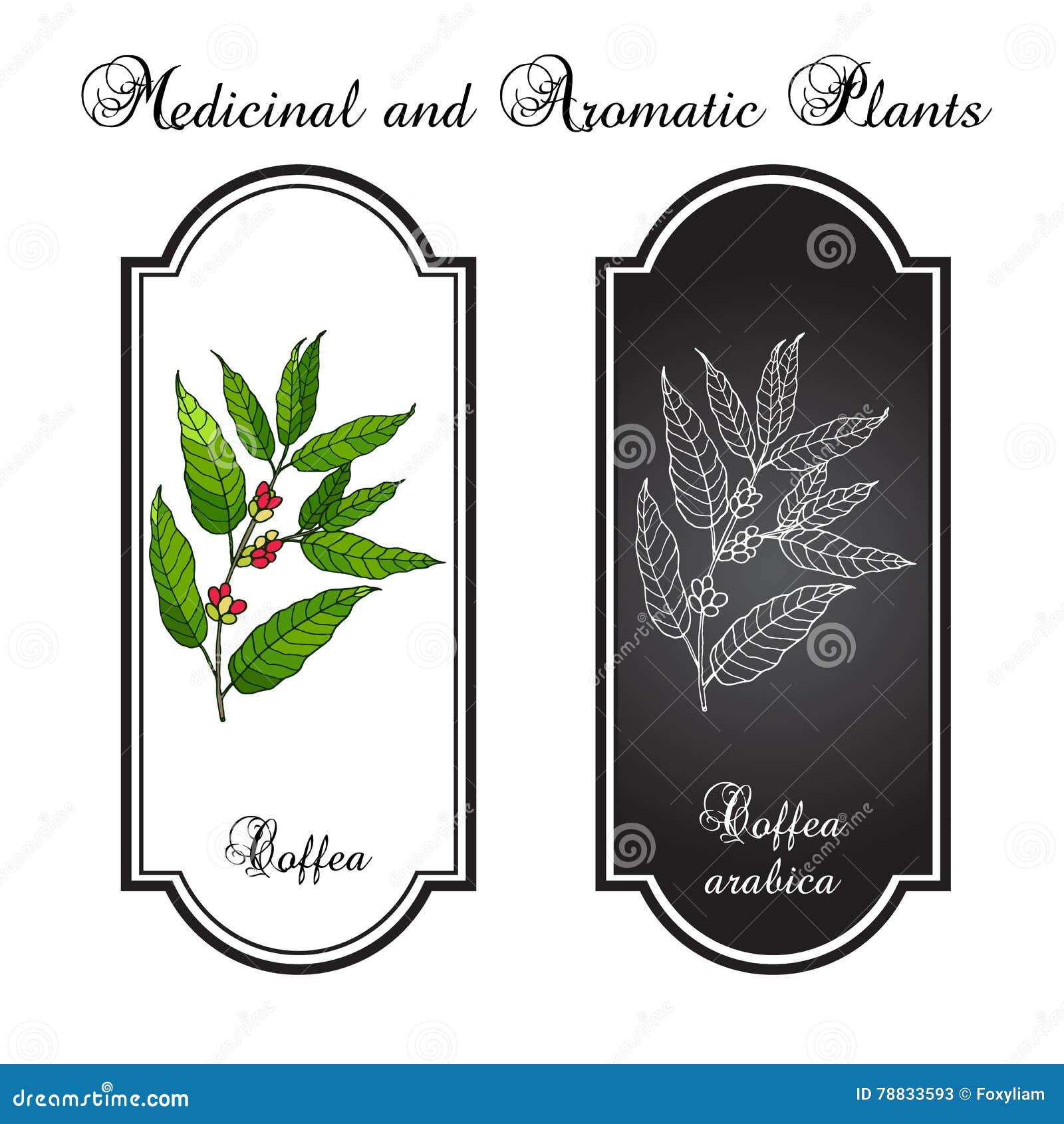 Hand Drawn Coffee Tree Branch Stock Vector - Illustration of seed ...