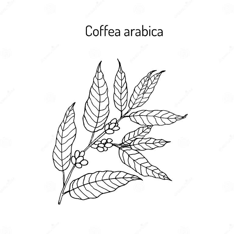 Hand Drawn Coffee Tree Branch Stock Vector - Illustration of ...