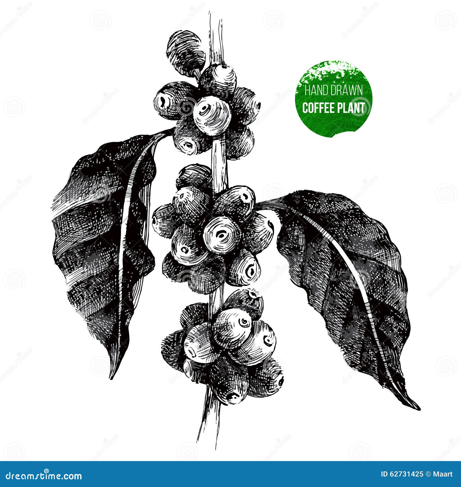 Coffee Tree Branch Vector Illustration. Vintage Coffee Background. Hand ...