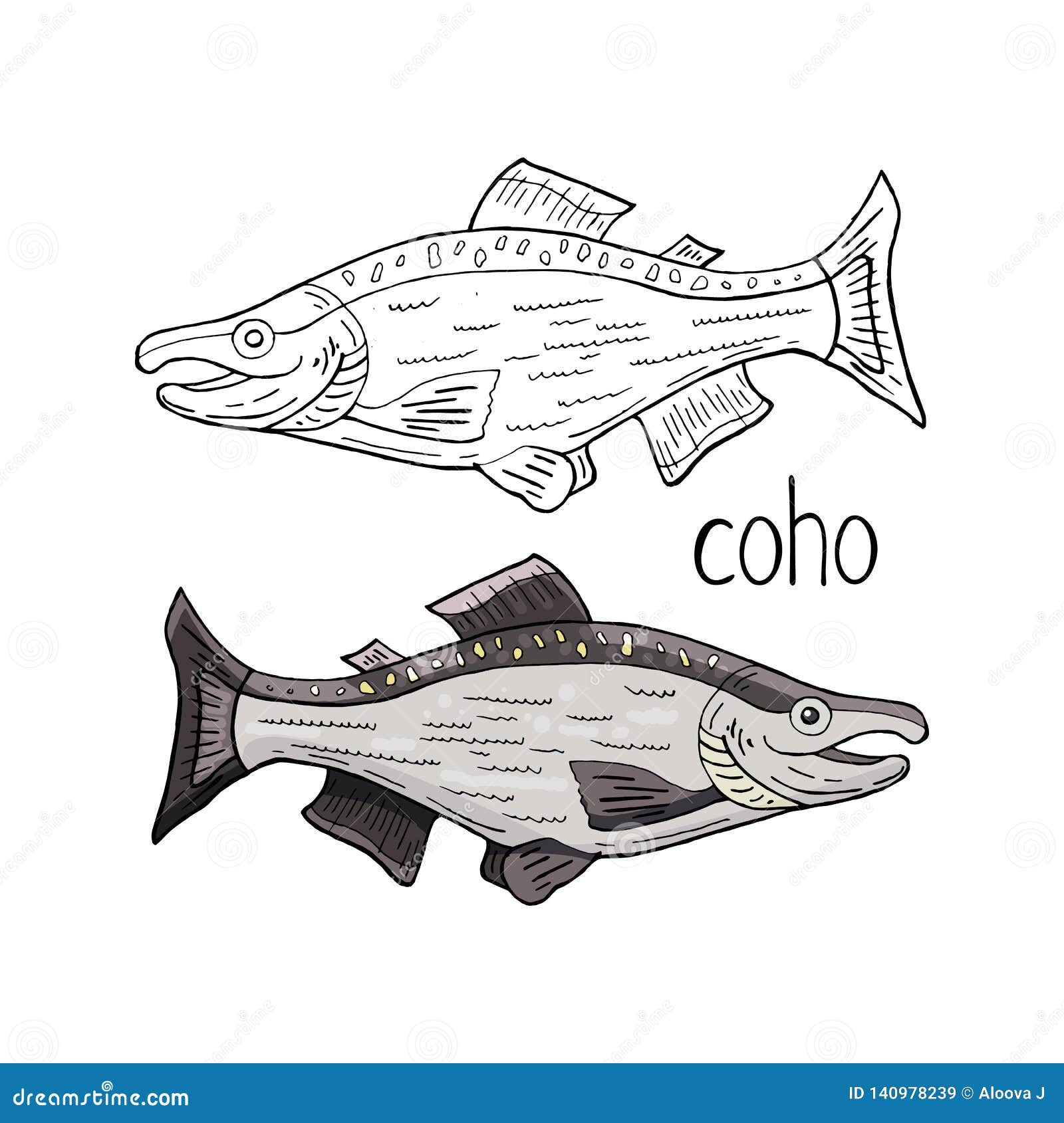 Hand Drawn Coho Fish Black And White And Color Isolated On White ...