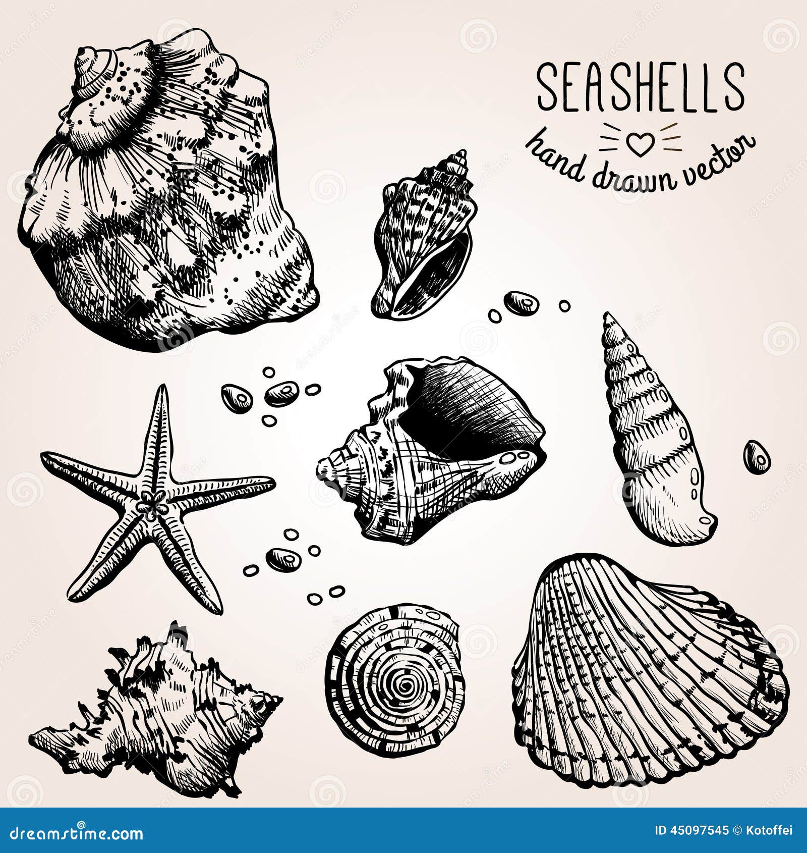 Hand Drawn Collection of Various Seashell Stock Vector - Illustration ...