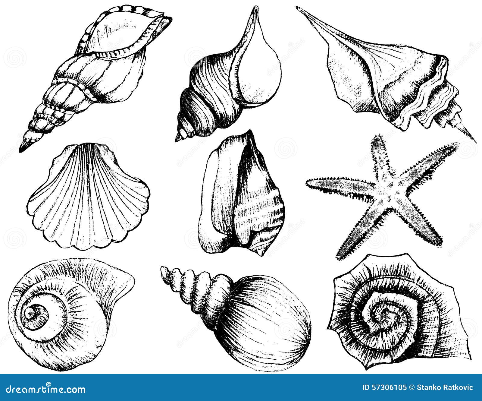Hand Drawn Collection of Various Seashell Illustrations Stock ...