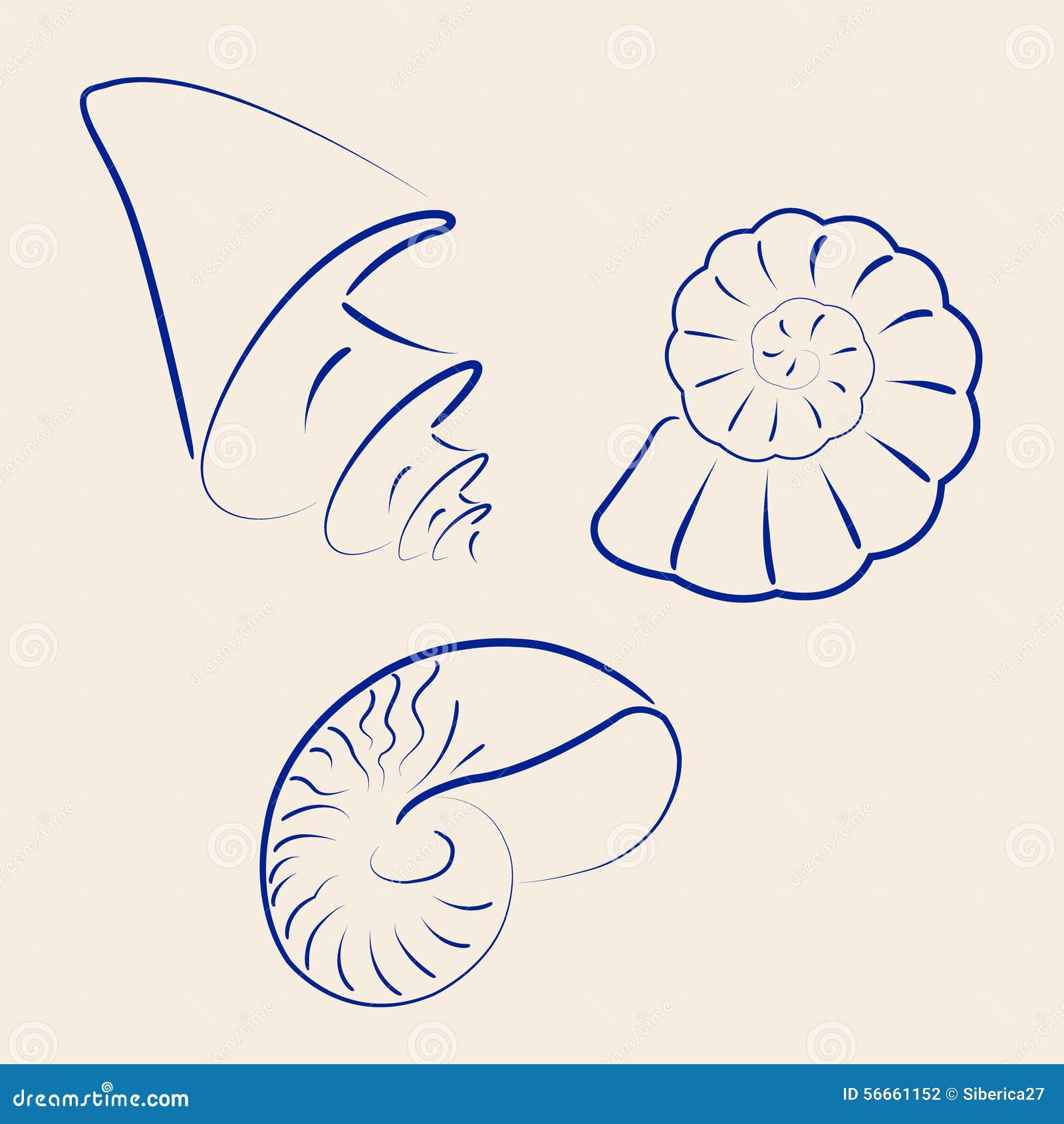 Hand Drawn Collection of Various Seashells. Stock Vector - Illustration ...