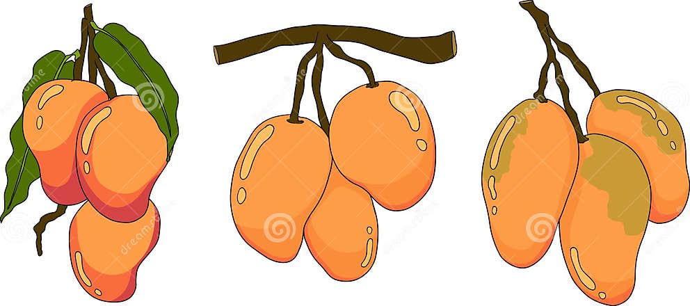 Hand Drawn Colored Mango. Tropical Fruit Vector Illustration Stock ...