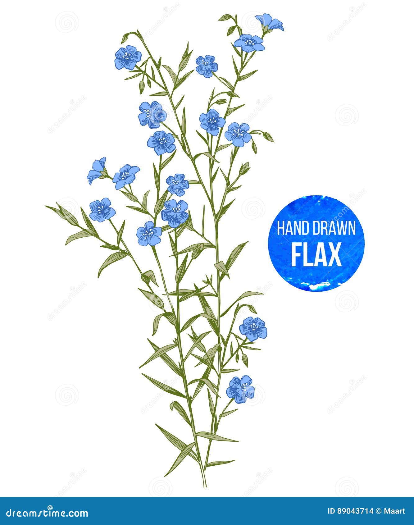 Hand Drawn Colorful Flax Flowers Stock Vector - Illustration of color ...