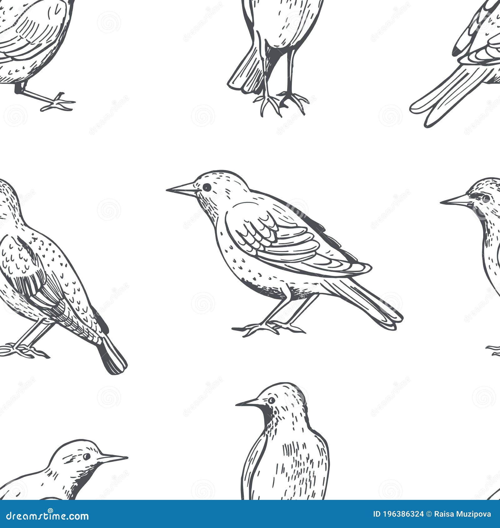 Common Starling. Vector Pattern Stock Vector - Illustration of black ...