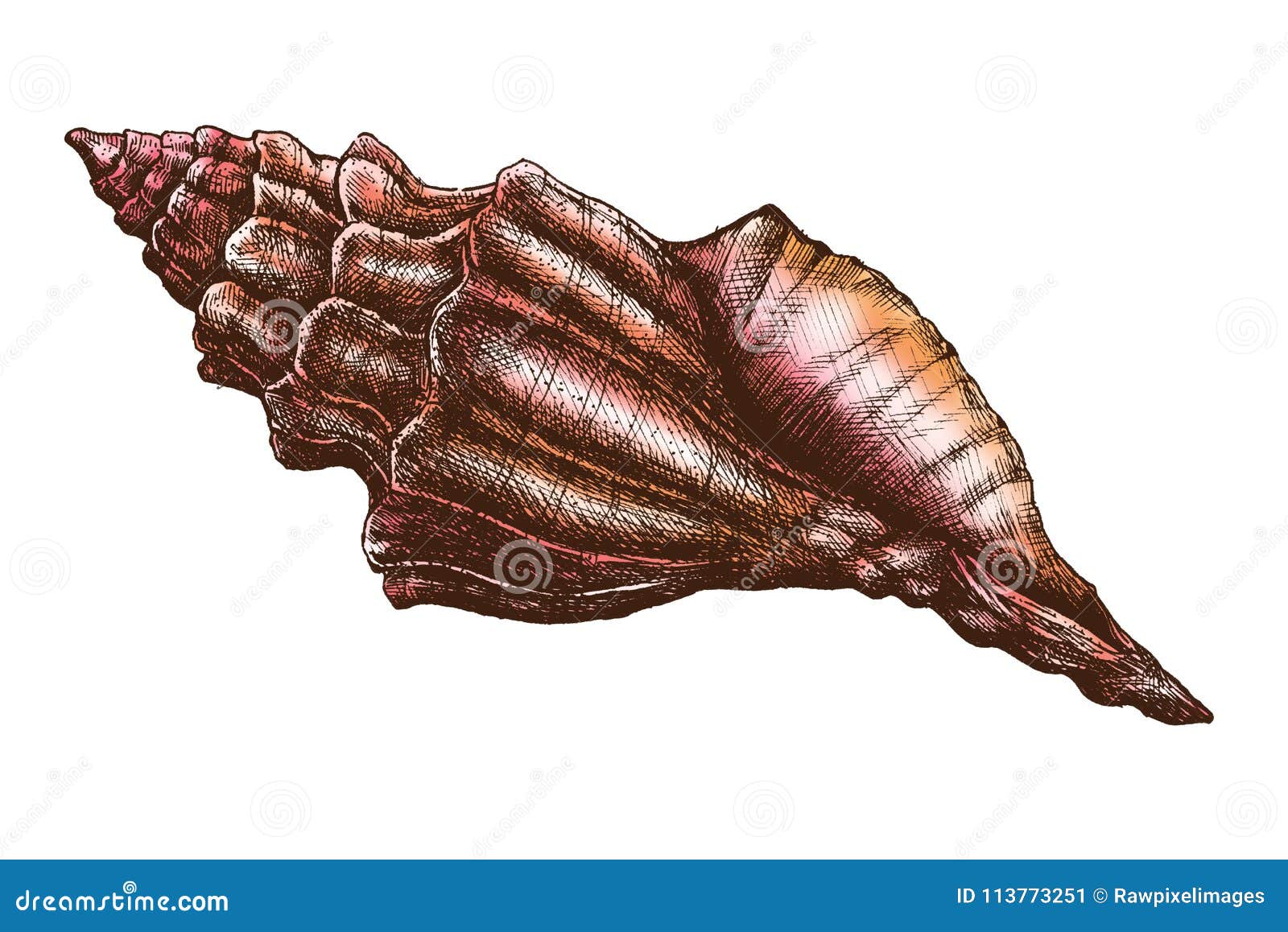 Hand Drawn Conch Sea Shell Isolated Stock Illustration - Illustration ...