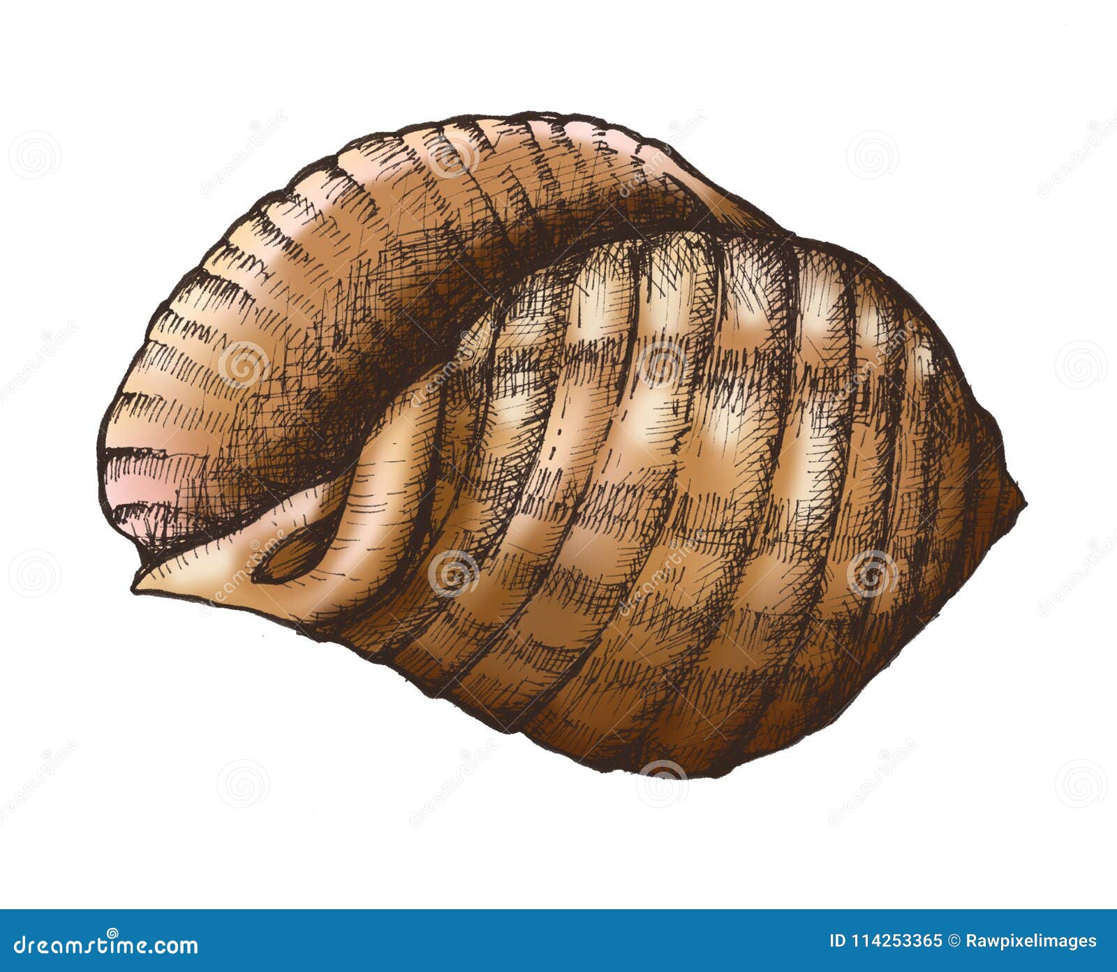 Hand Drawn Conch Shell Isolated Stock Illustration - Illustration of ...