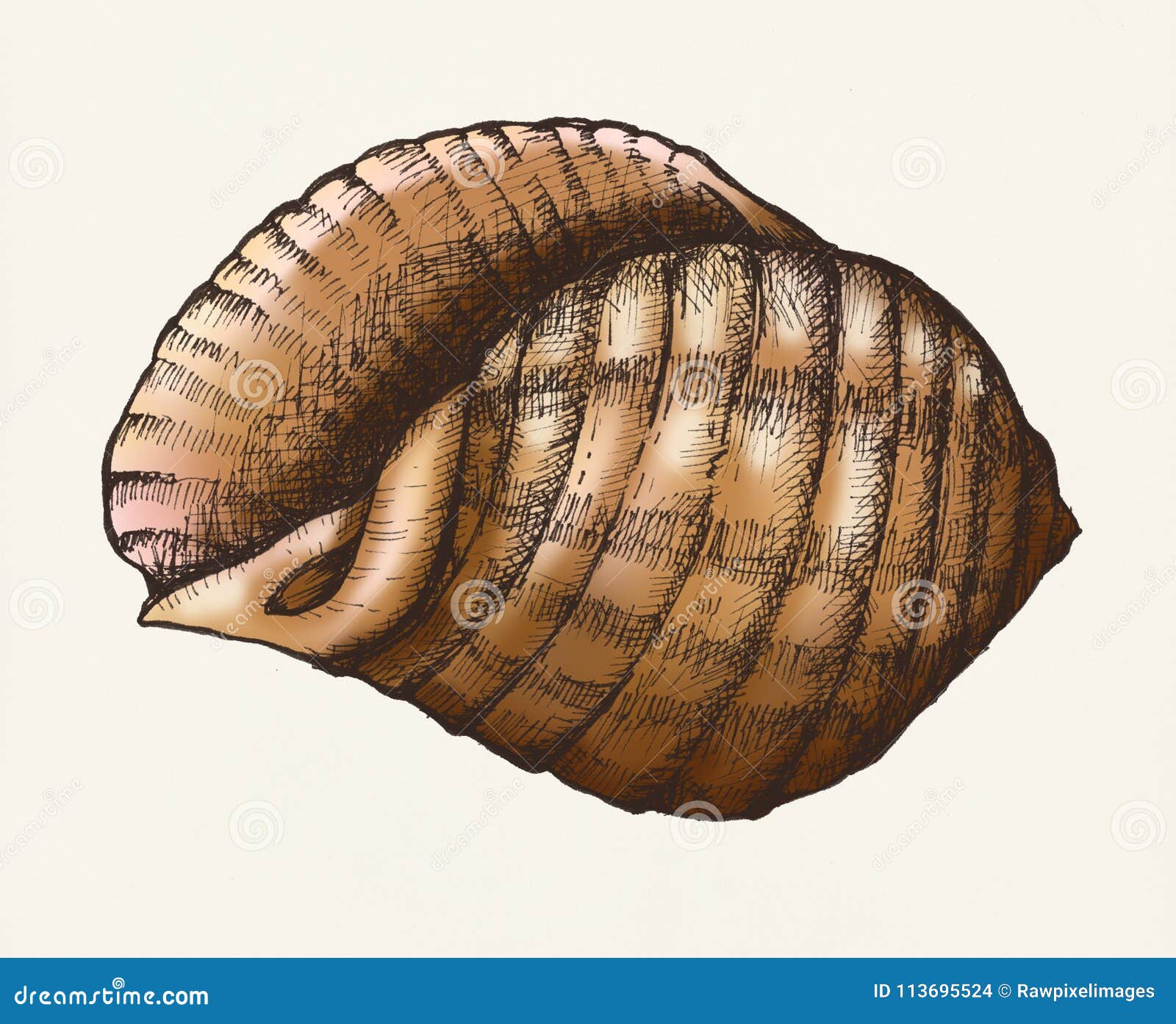 Hand Drawn Conch Shell Isolated Stock Illustration - Illustration of ...