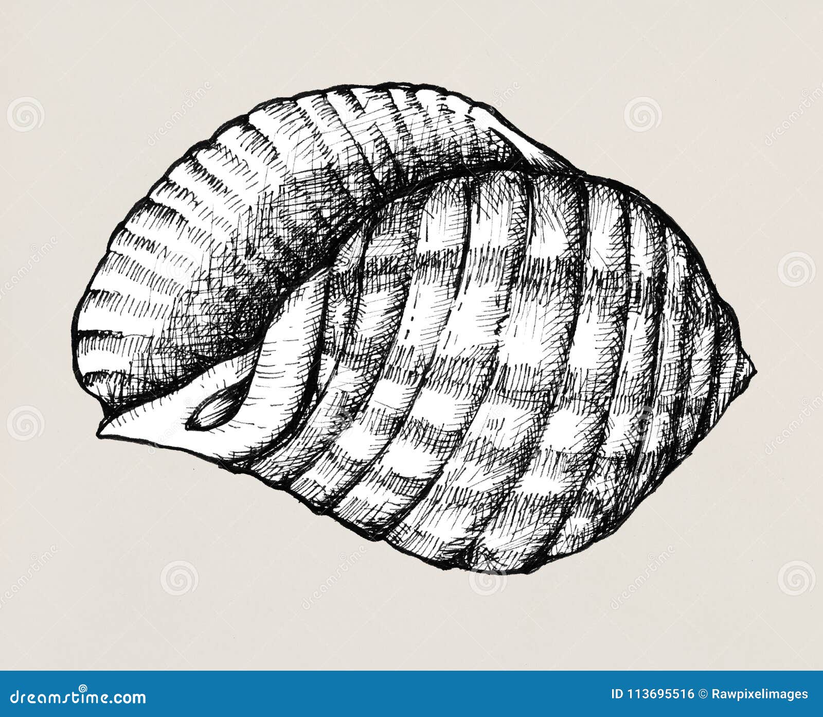 Hand Drawn Conch Shell Isolated Stock Illustration - Illustration of ...