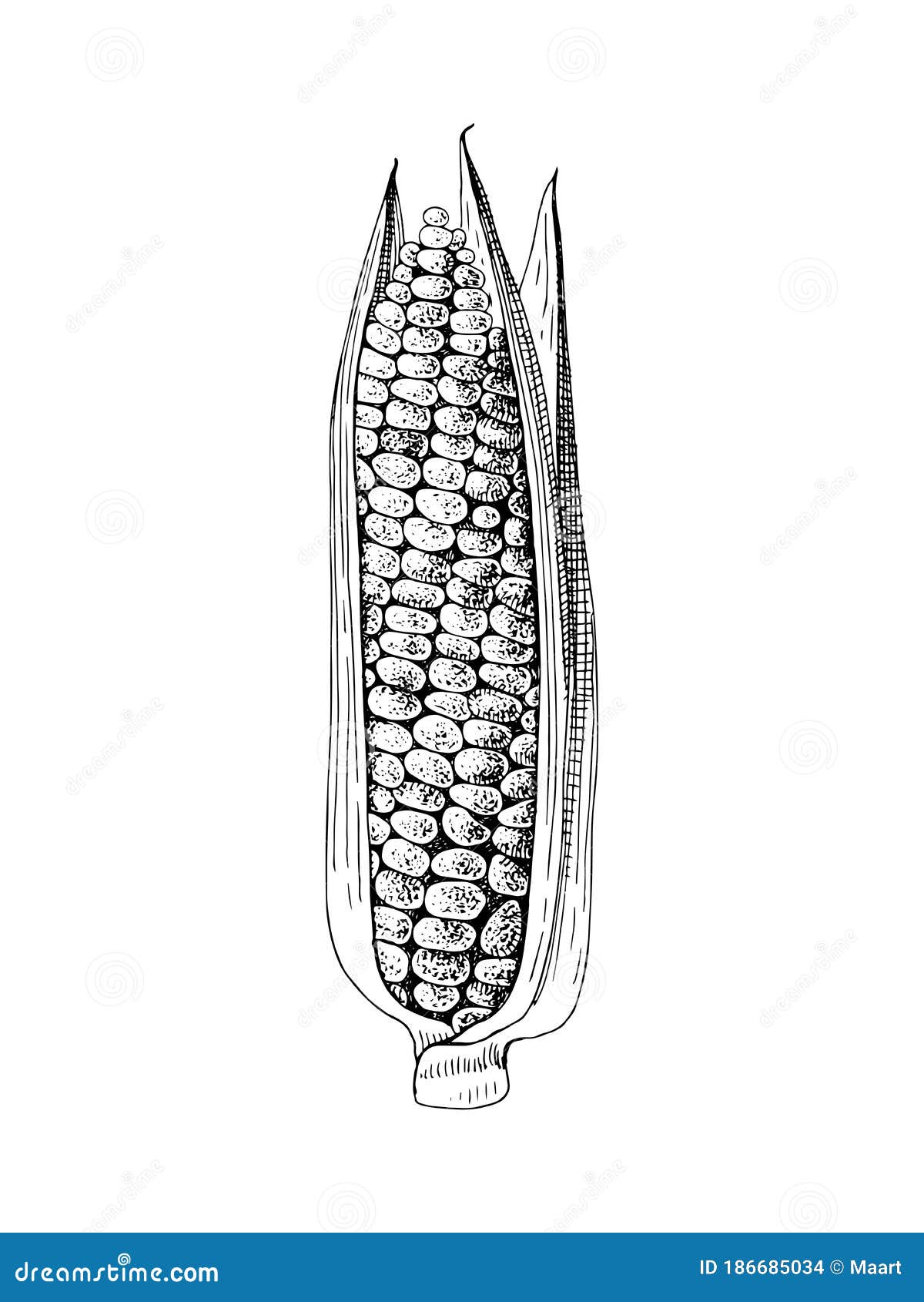 Hand drawn corn ear stock vector. Illustration of maize - 186685034