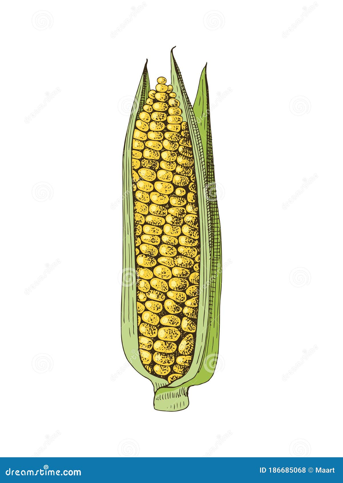 Hand drawn corn ear stock vector. Illustration of farm - 186685068