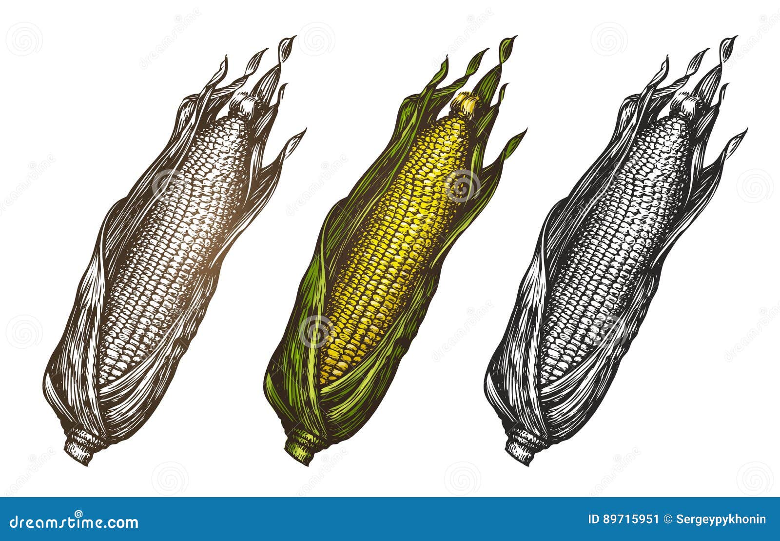 Hand Drawn Corn. Food Sketch. Vector Illustration | CartoonDealer.com ...