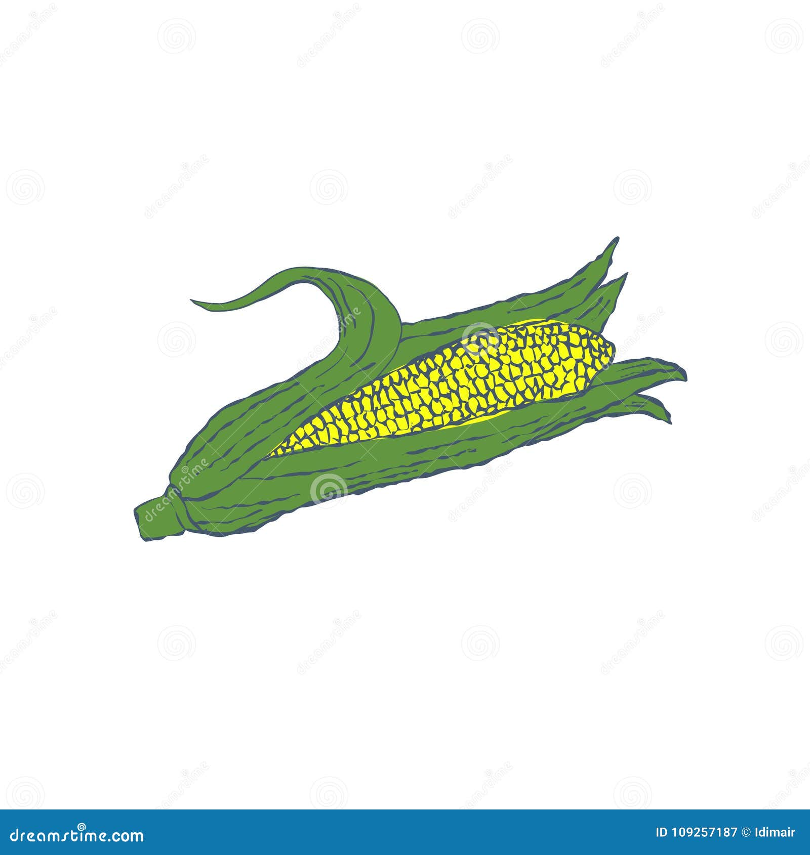Hand Drawn Corn Isolated on White Background. Vector Stock Vector ...