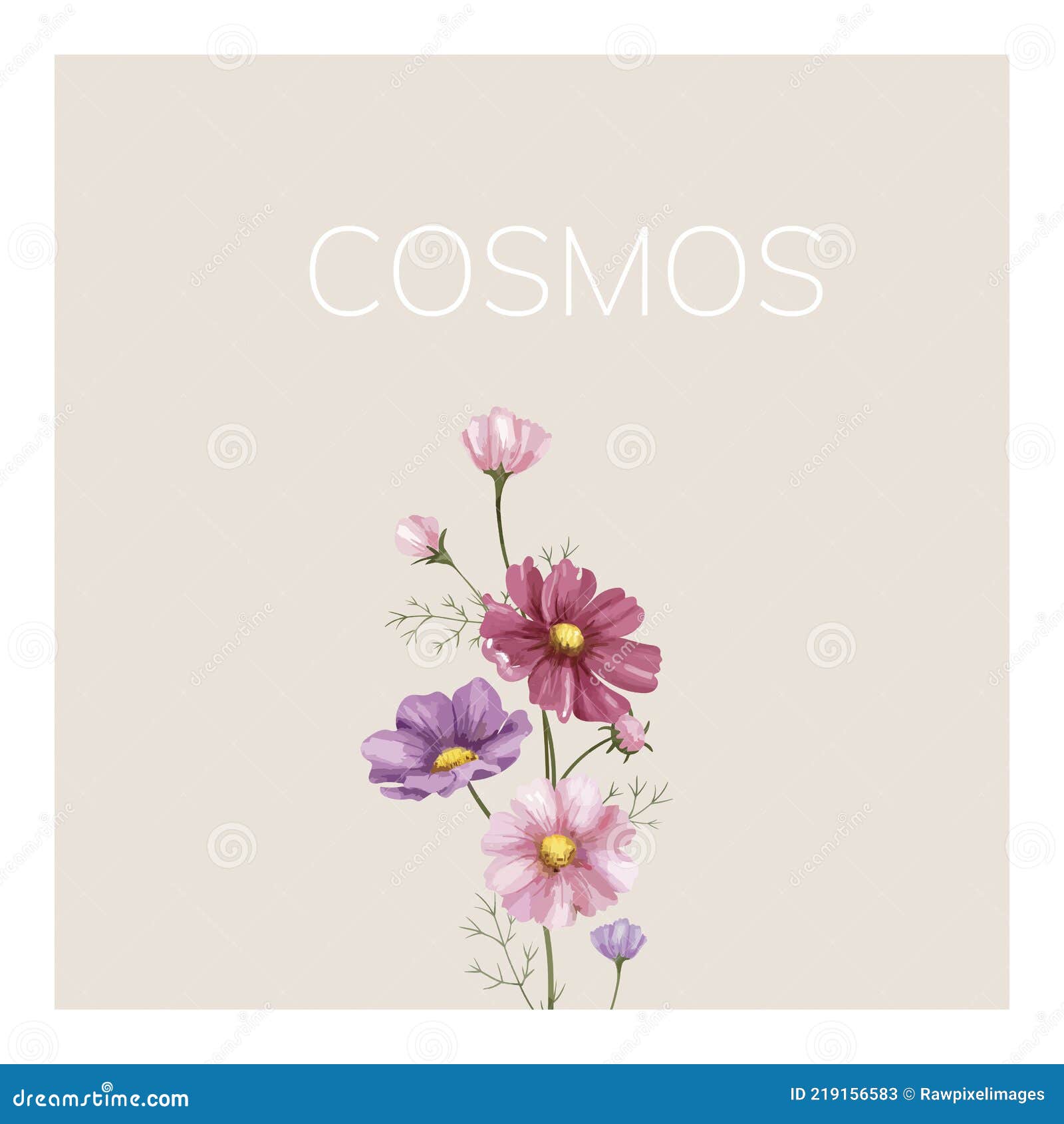 Hand Drawn Cosmos Flower Illustration Stock Illustration - Illustration ...