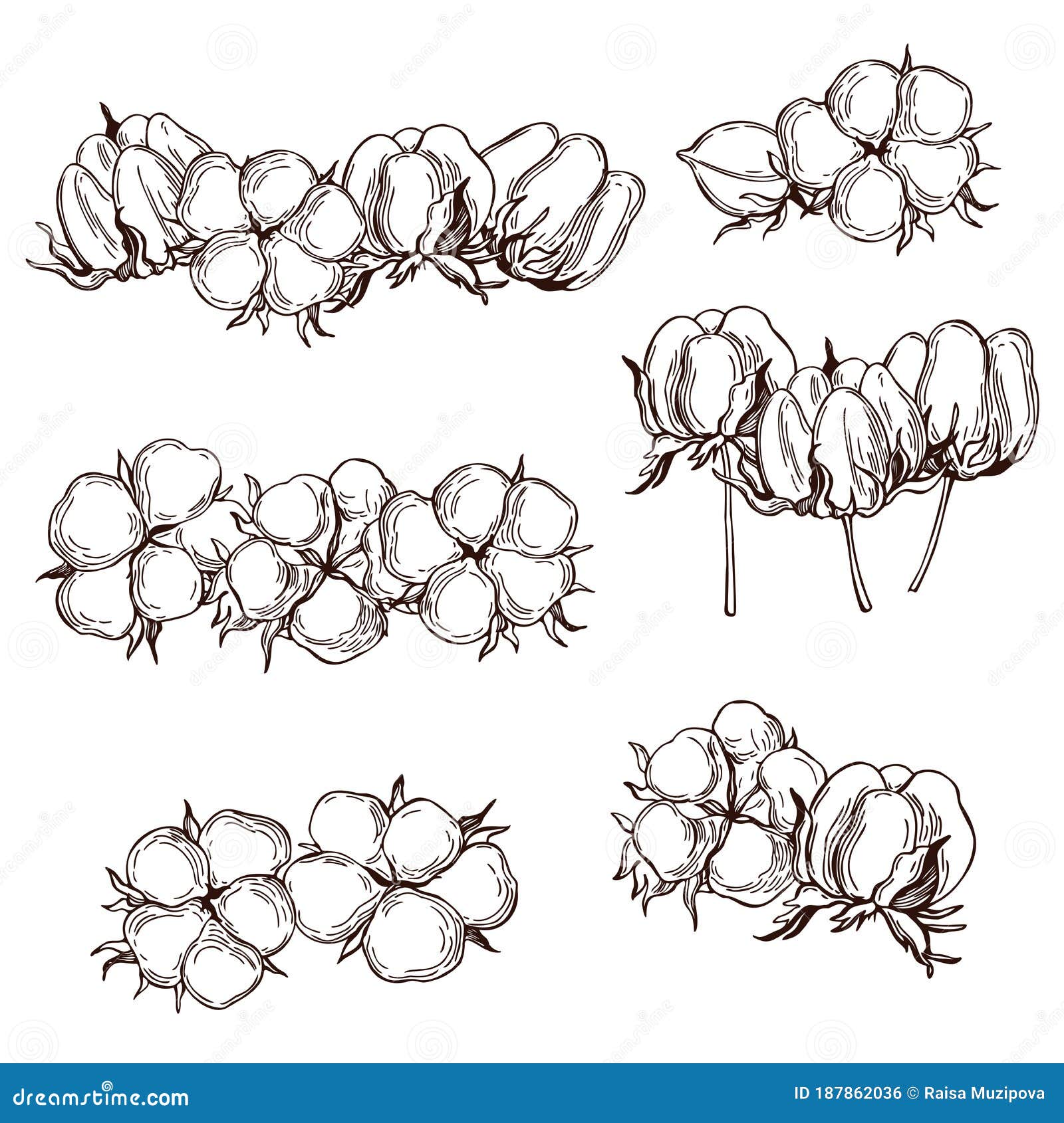 Hand Drawn Cotton Plant. Vector Sketch Illustration Stock Vector ...
