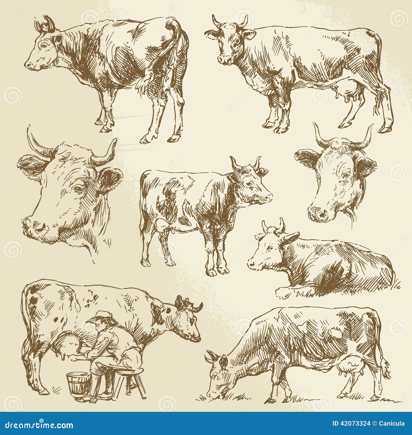 Hand drawn cows stock vector. Illustration of milk, beef - 42073324