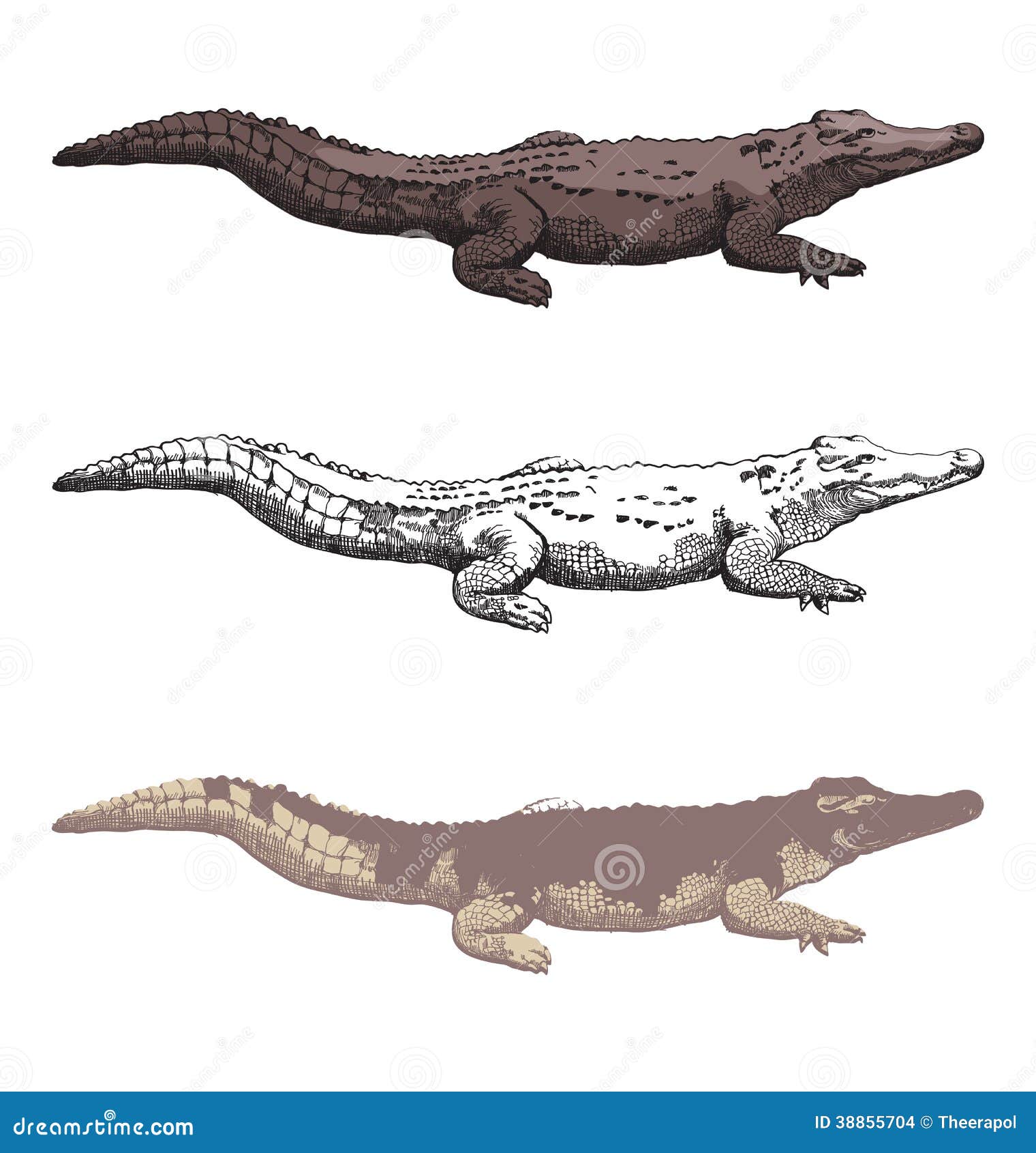 Hand-drawn crocodiles stock vector. Illustration of predator - 38855704